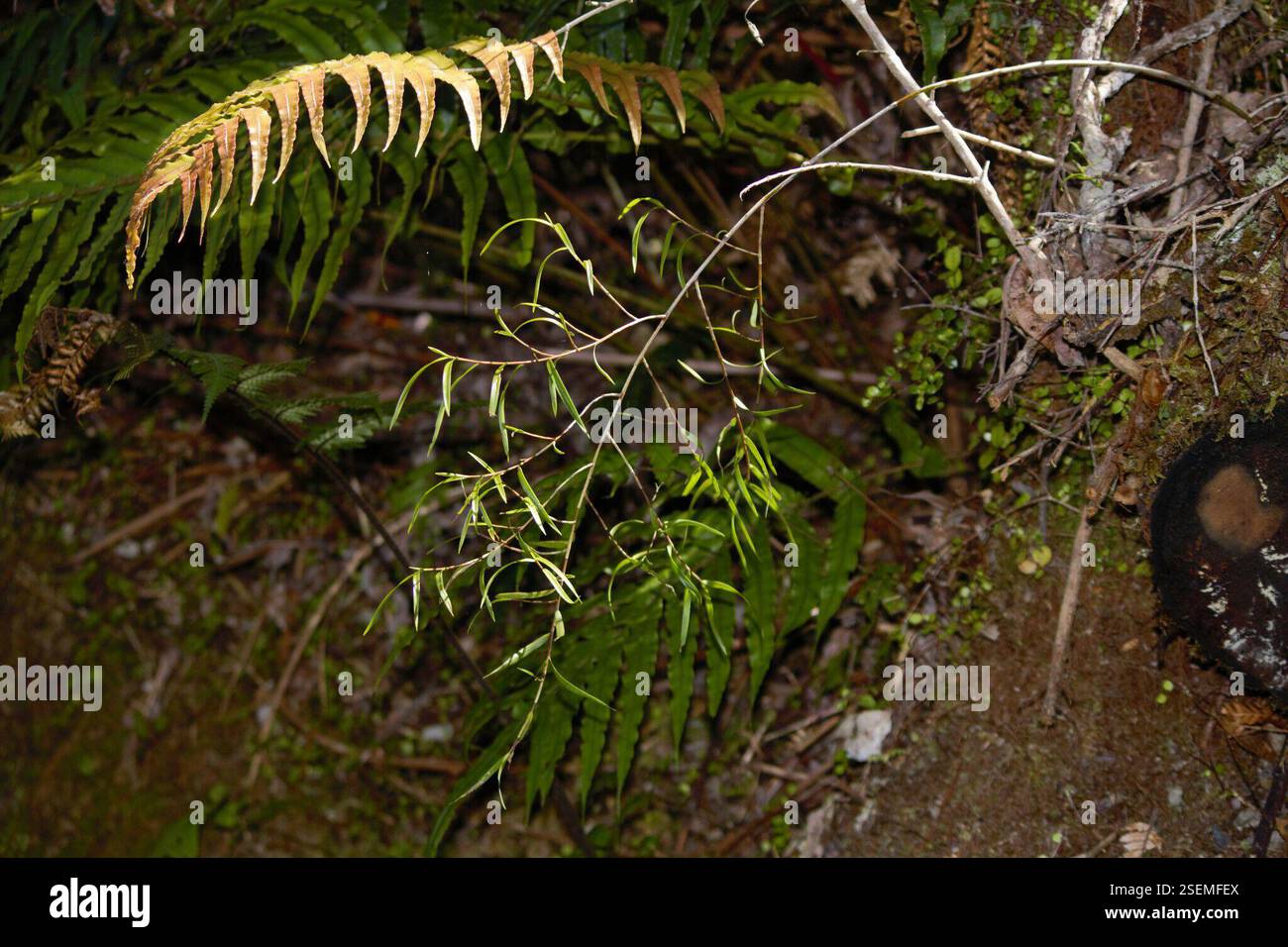 Dendrobium cunninghamii dendrobium cunninghamii hi-res stock ...
