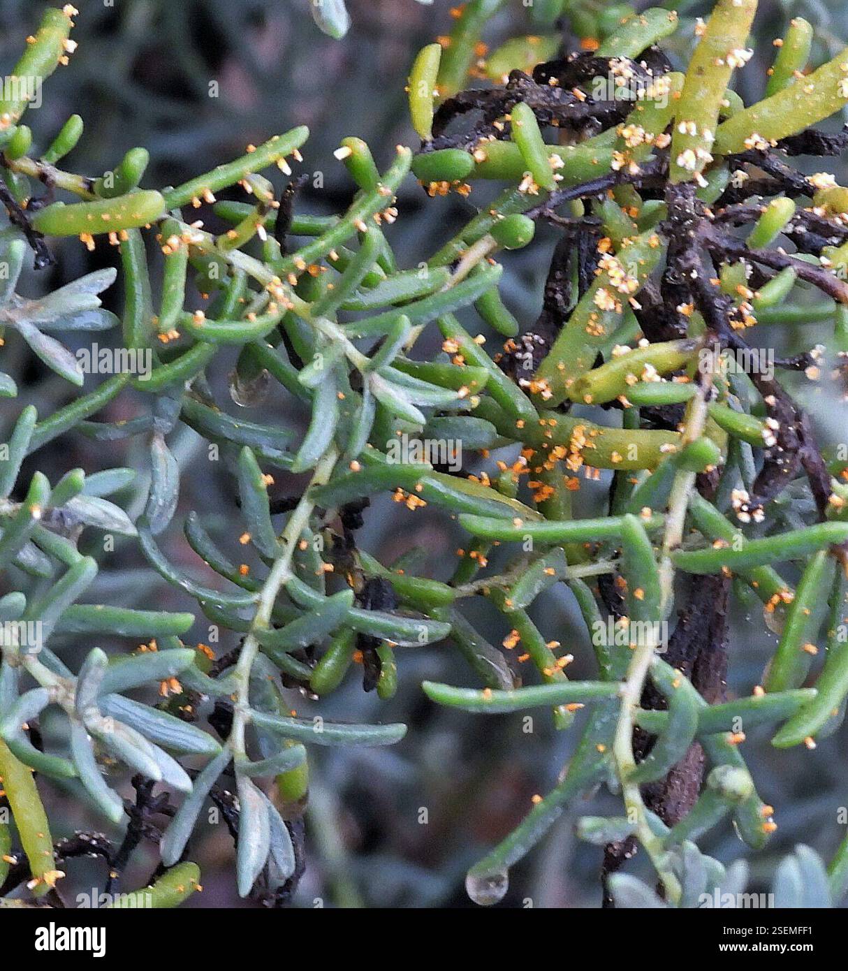 Jume (Suaeda divaricata), Plantae, Florentino Ameghino, Chubut ...