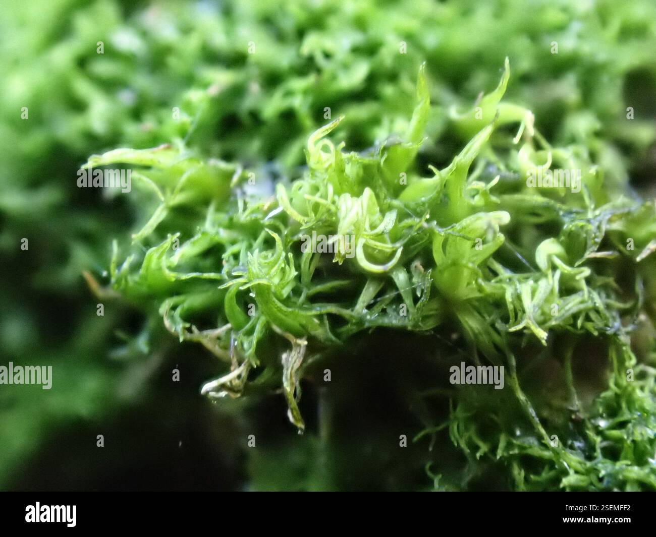 mosses (Bryophyta), Plantae, Nieuwe Tiend, Udenhout, North Brabant, NL ...