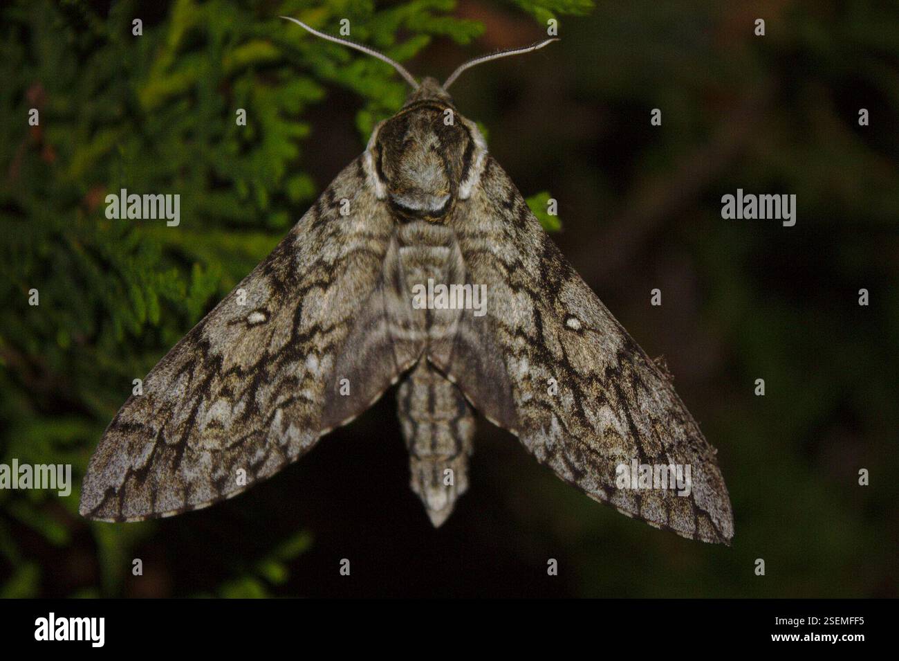 Waved Sphinx (Ceratomia undulosa), Insecta, Mékinac, Québec, Canada ...