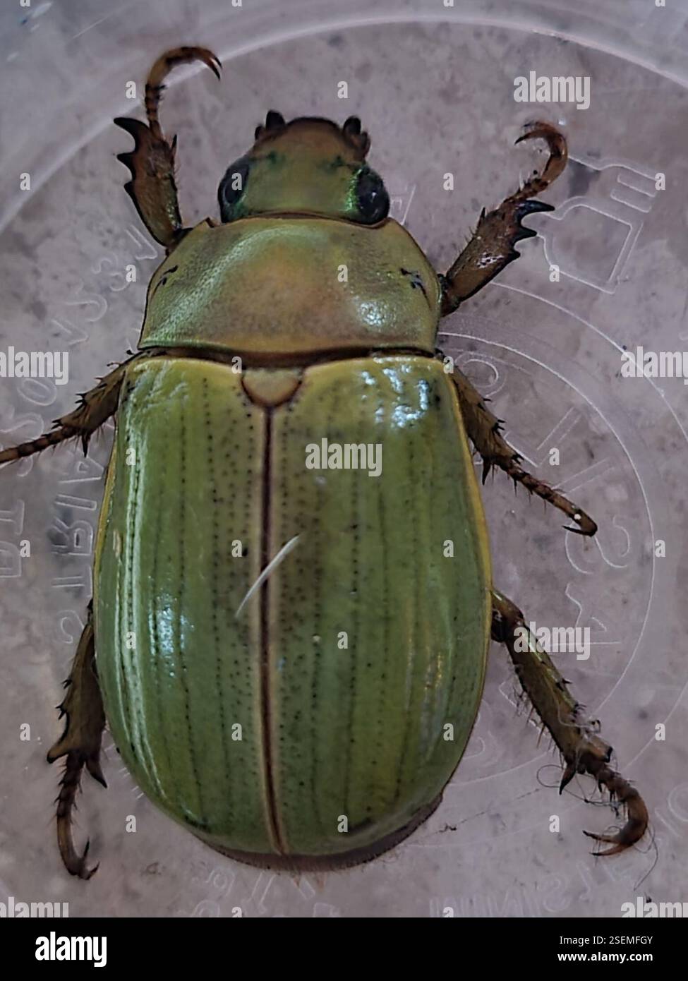 Precious Metal Scarabs (Pelidnota), Insecta, Mairiporã, SP, 07600-000 ...