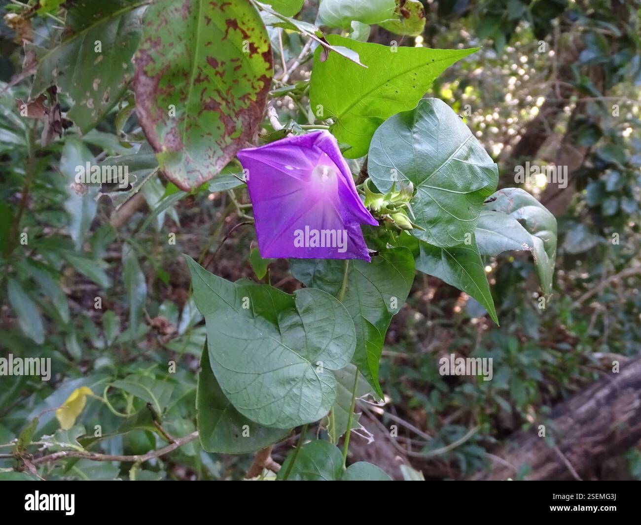 morning-glories (Ipomoea), Plantae, Key Largo, FL 33037, USA Stock ...