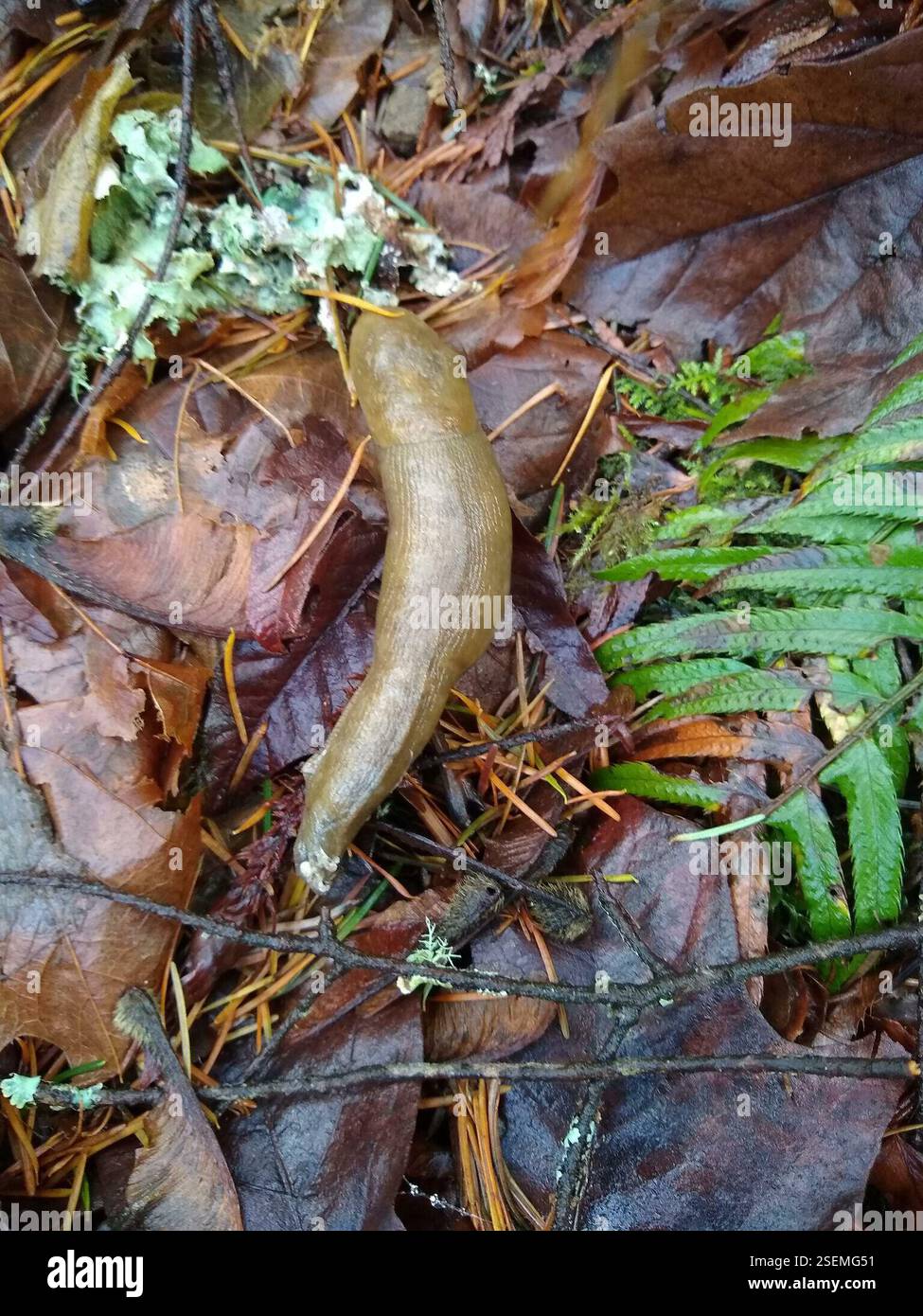 Pacific Banana Slug (Ariolimax columbianus), Mollusca, Centralia, WA ...