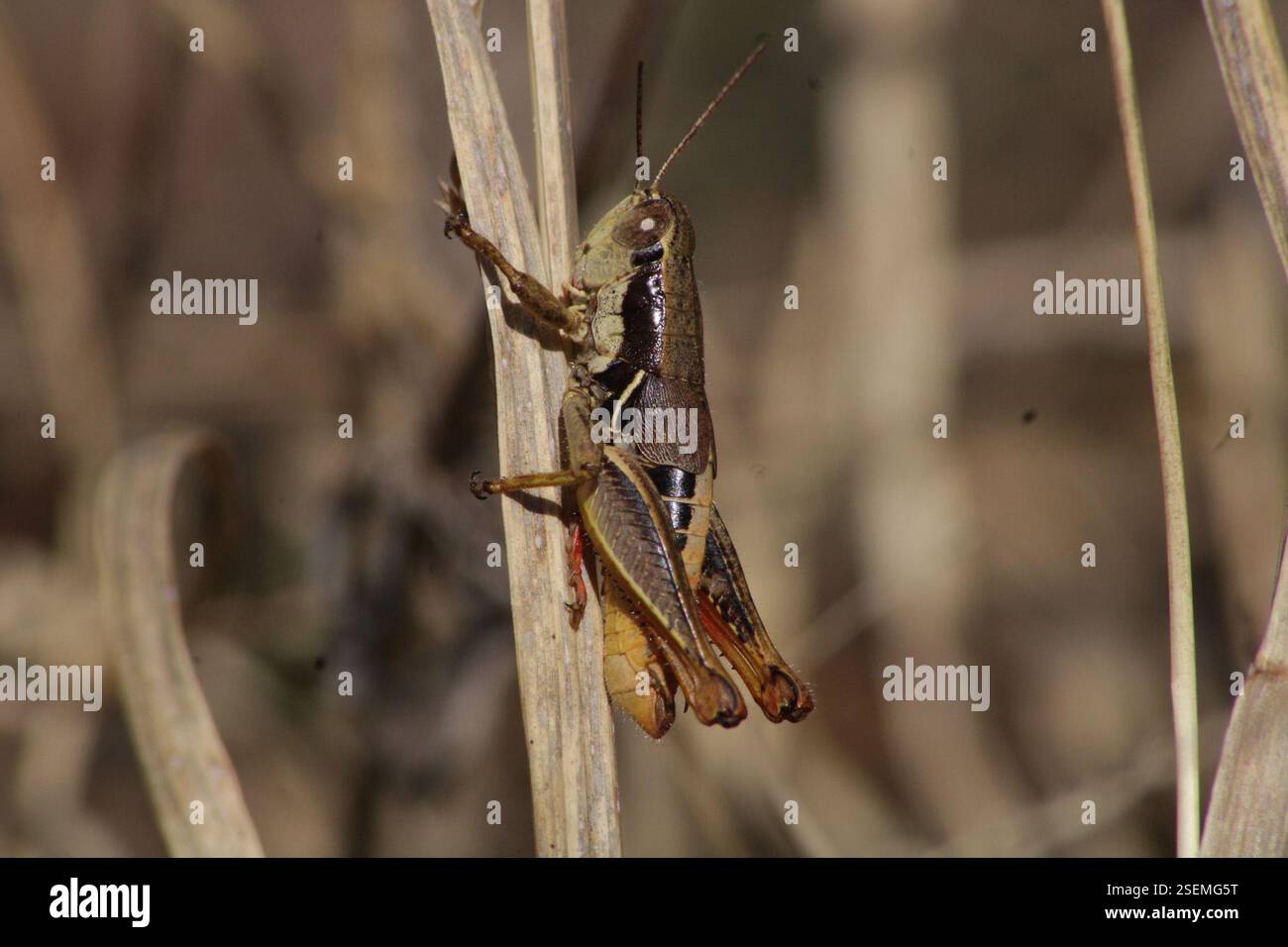 Spur-throated Grasshoppers (Melanoplinae), Insecta, Tecolotlán, Jal ...