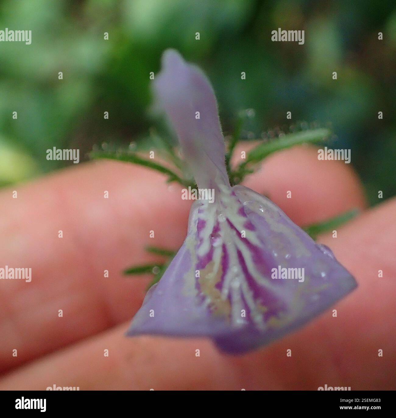 (Isoglossa cooperi), Plantae, Mgangeni, Maphephetha, South Africa ...