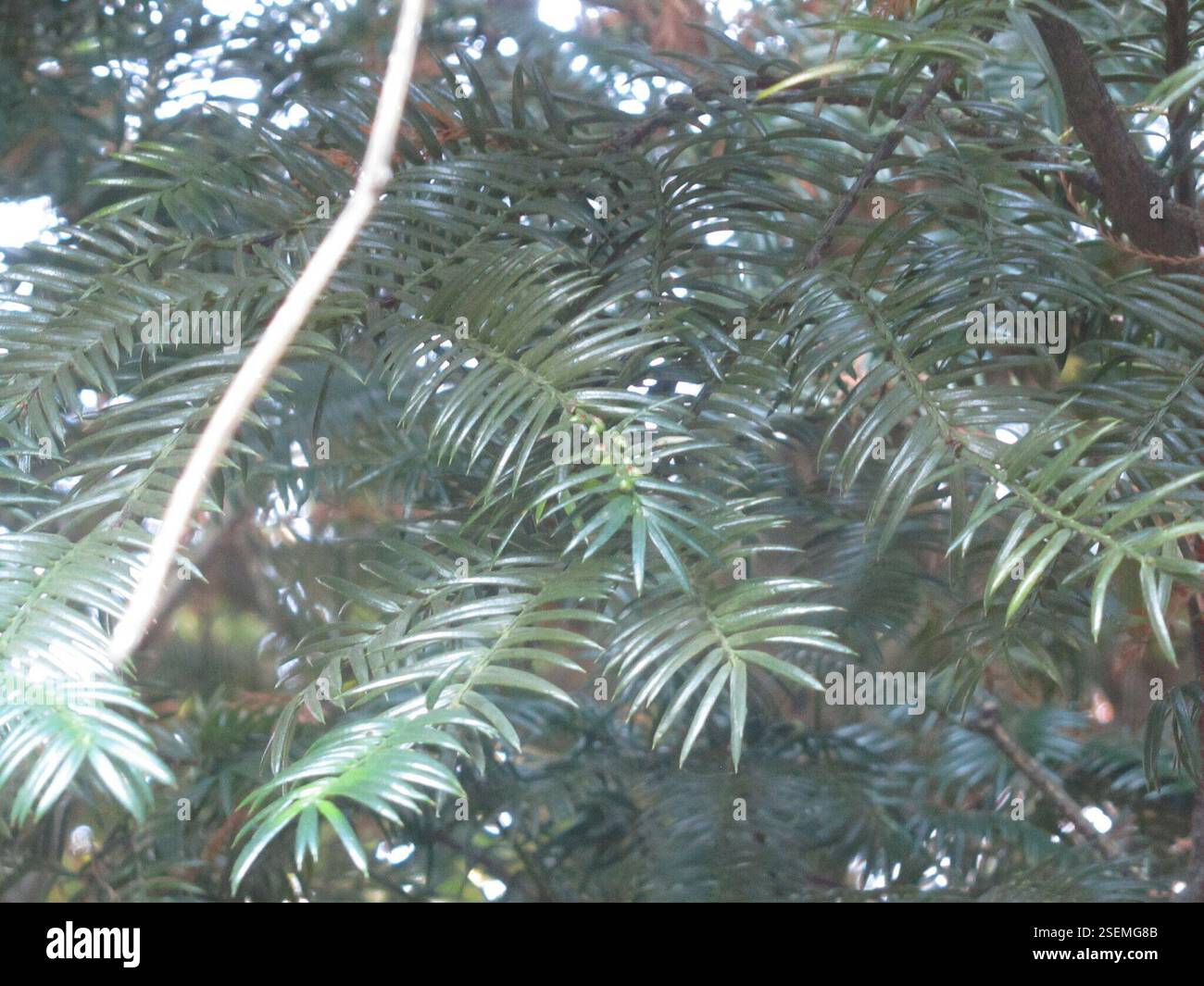 Japanese torreya (Torreya nucifera), Plantae, Funado, Itabashi City ...