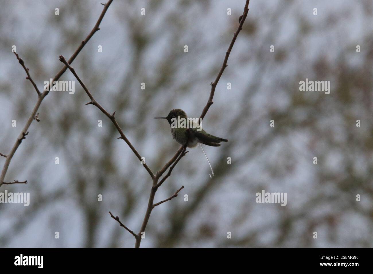Anna's Hummingbird (Calypte anna), Aves, Lane, Oregon, United States ...