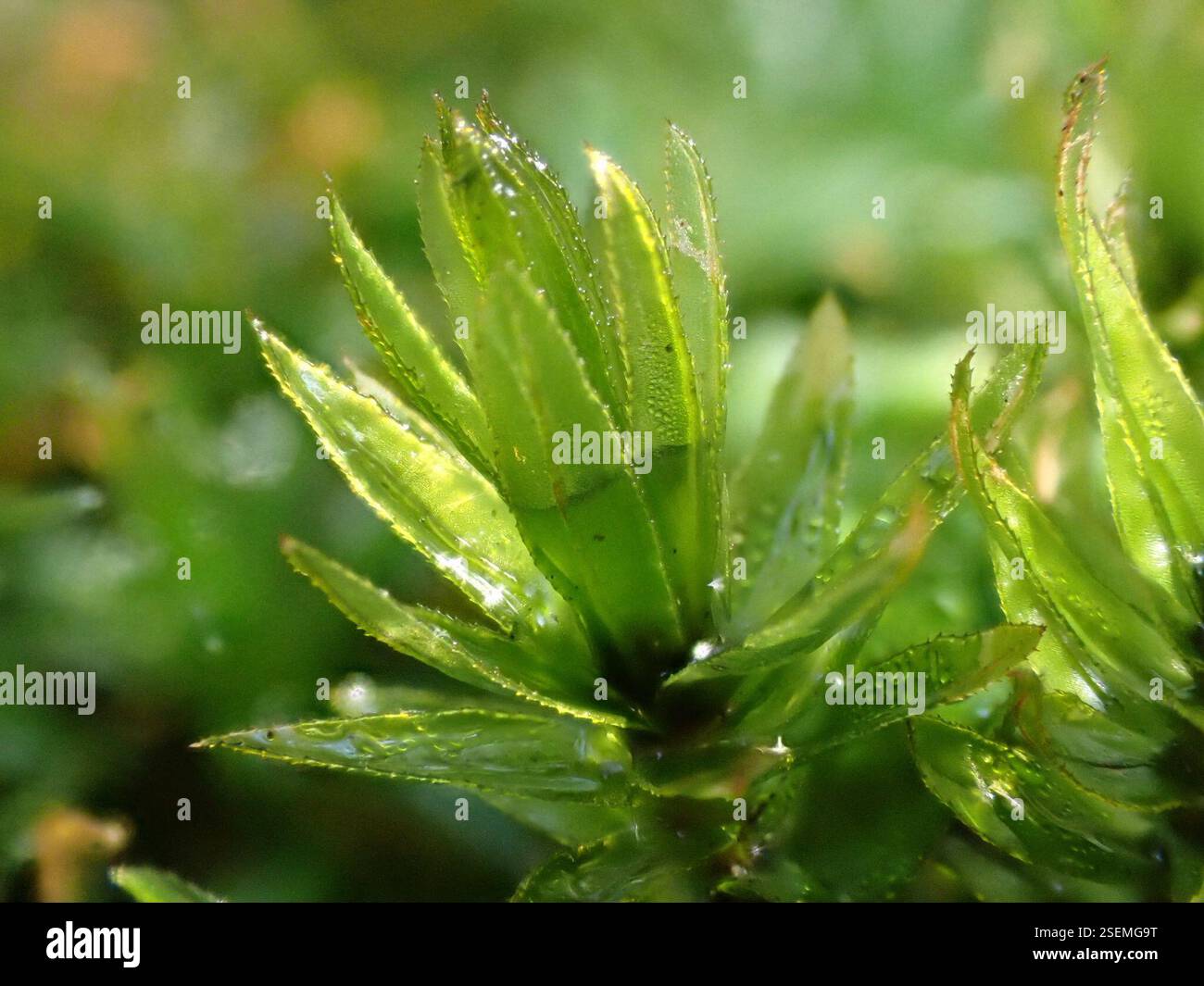 Horn Calcareous Moss (Mnium hornum), Plantae, Nieuwe Tiend, Udenhout ...