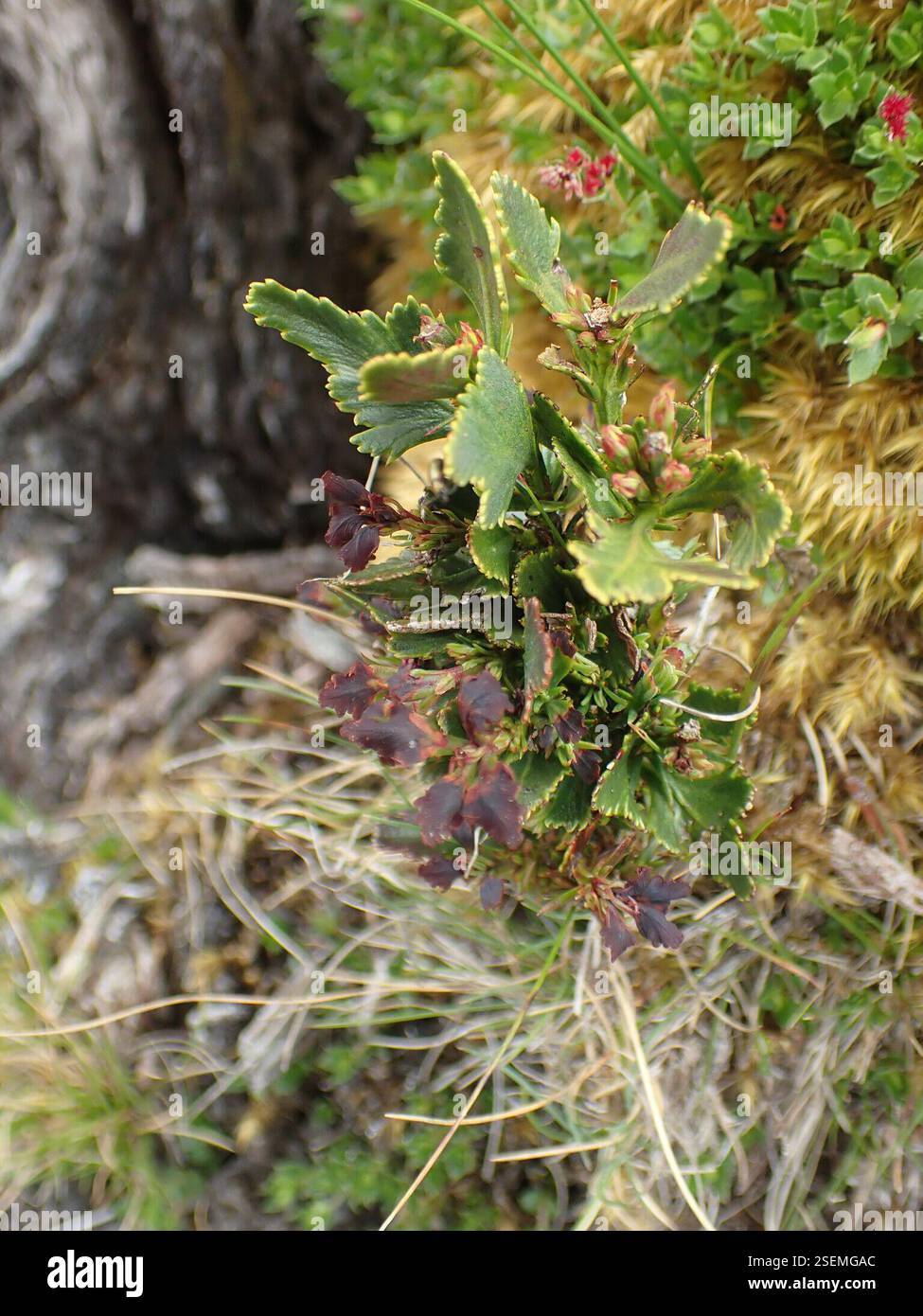 celery-top pine (Phyllocladus aspleniifolius), Plantae, Tasmania, AU ...