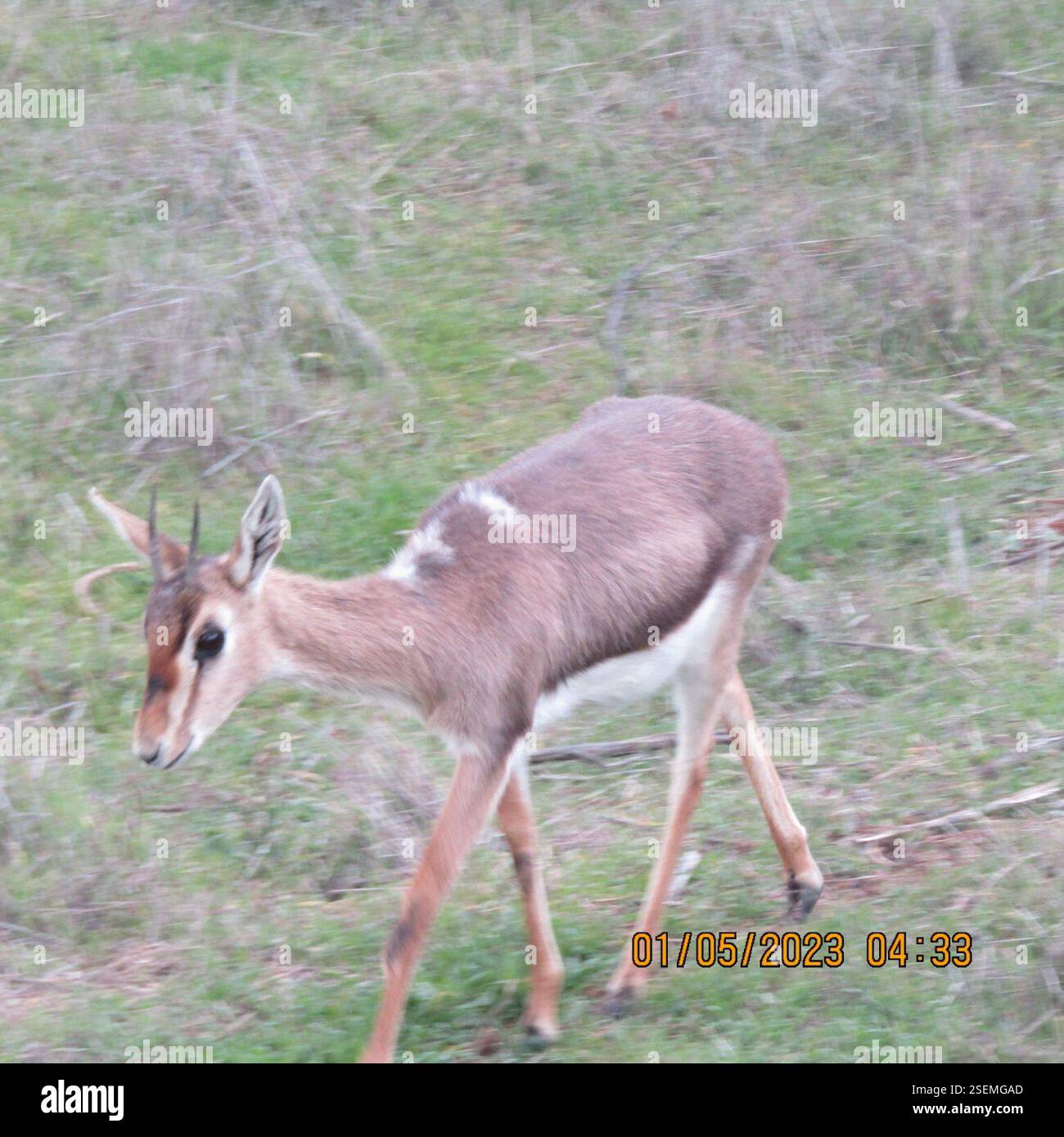 Mountain Gazelle (Gazella gazella), Mammalia, Israel Stock Photo - Alamy