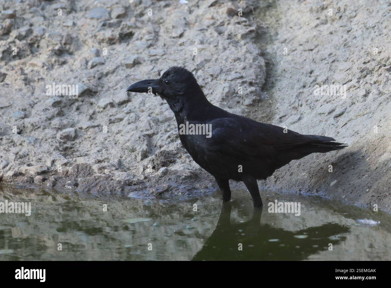 Large-billed Crow (Corvus macrorhynchos), Aves, Jawalakhel, Lalitpur ...