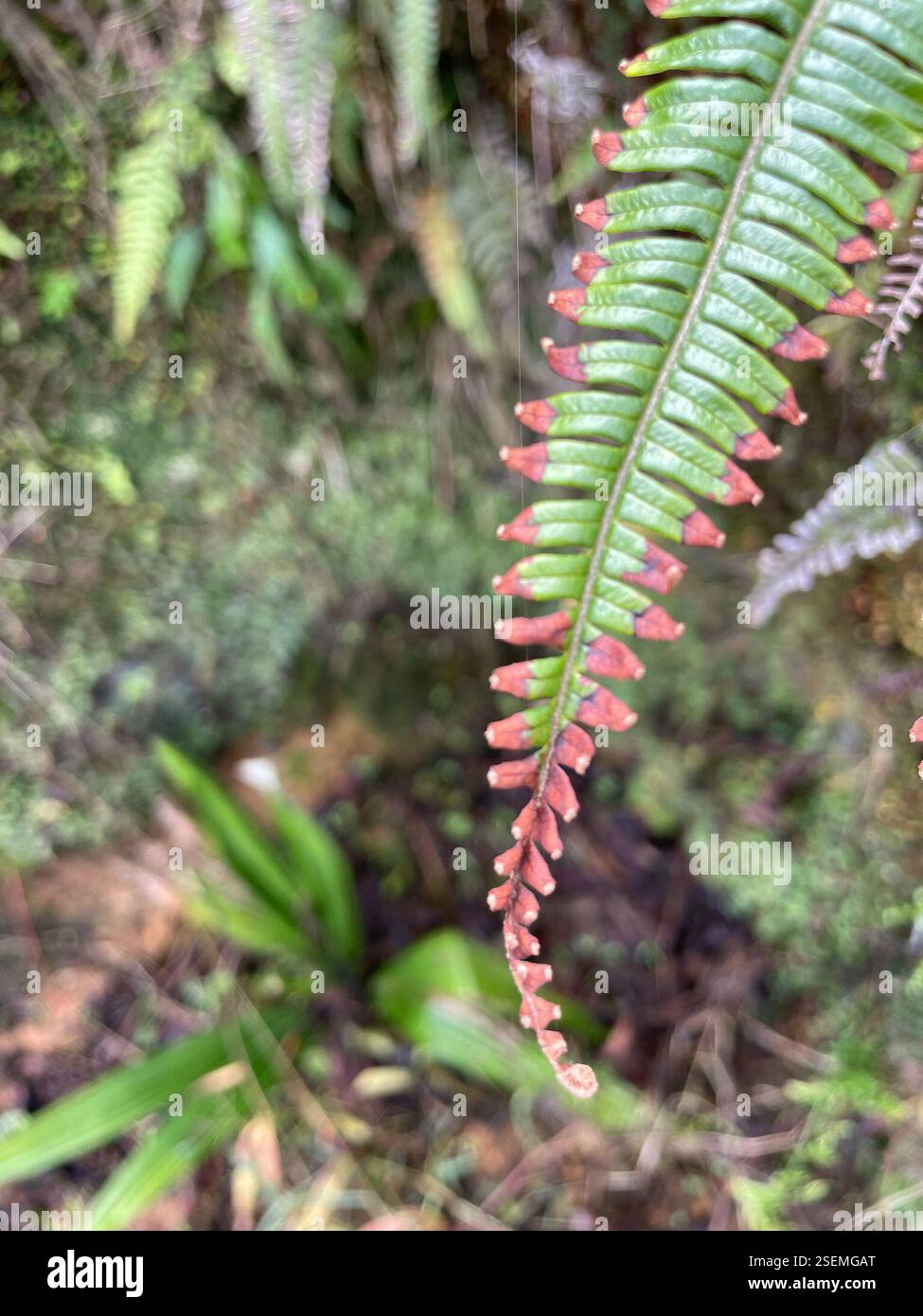 ferns (Polypodiopsida), Plantae, Salento, CO-QD, CO Stock Photo - Alamy