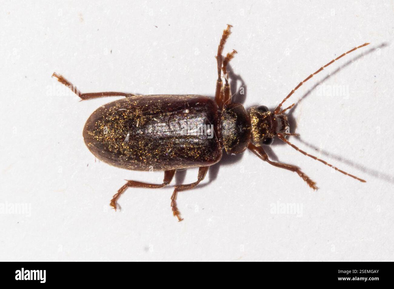 Marsh Beetles (Scirtidae), Insecta, Southland District, Southland, New ...
