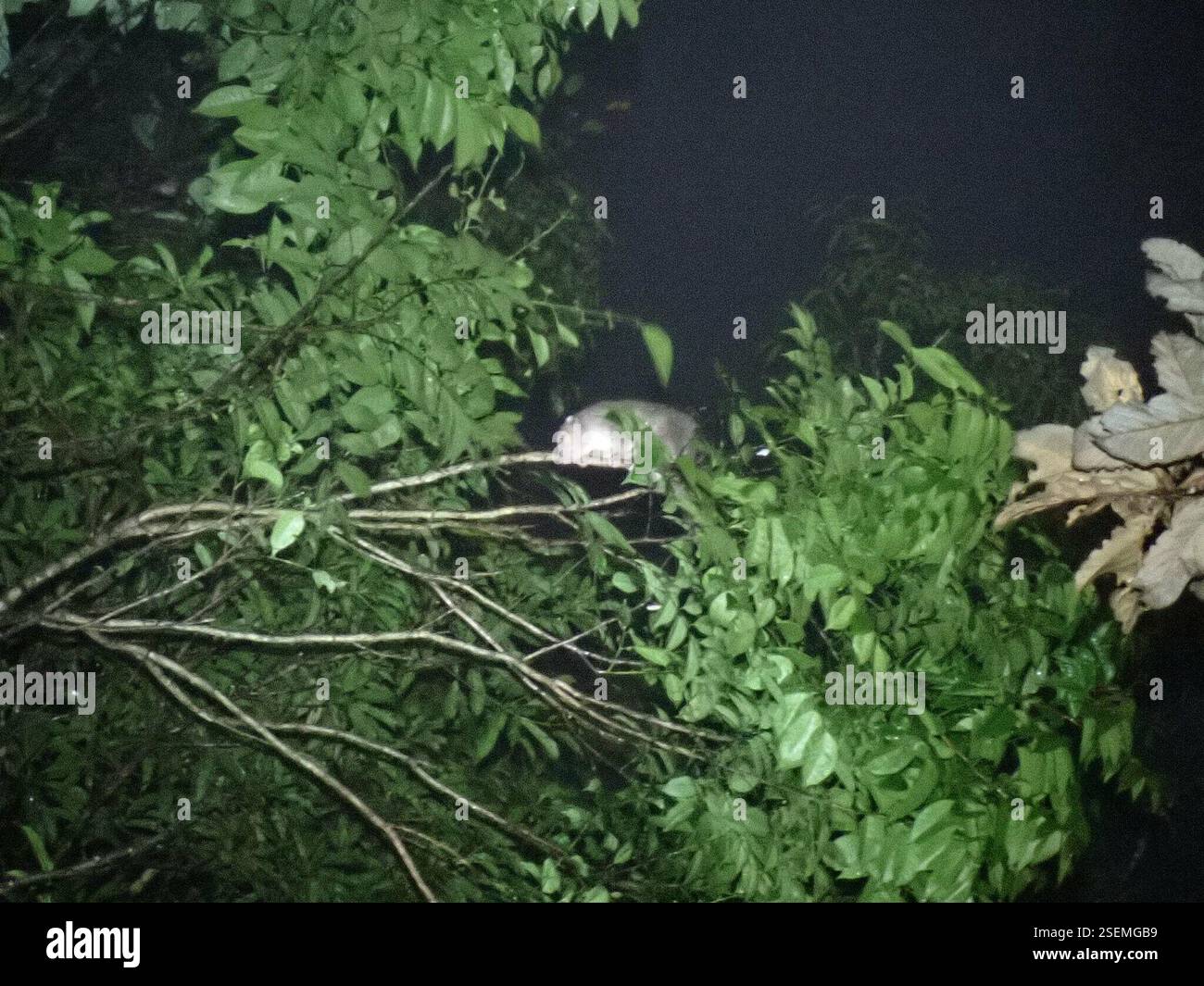 Daintree River Ring-tailed Possum (Pseudochirulus cinereus), Mammalia ...