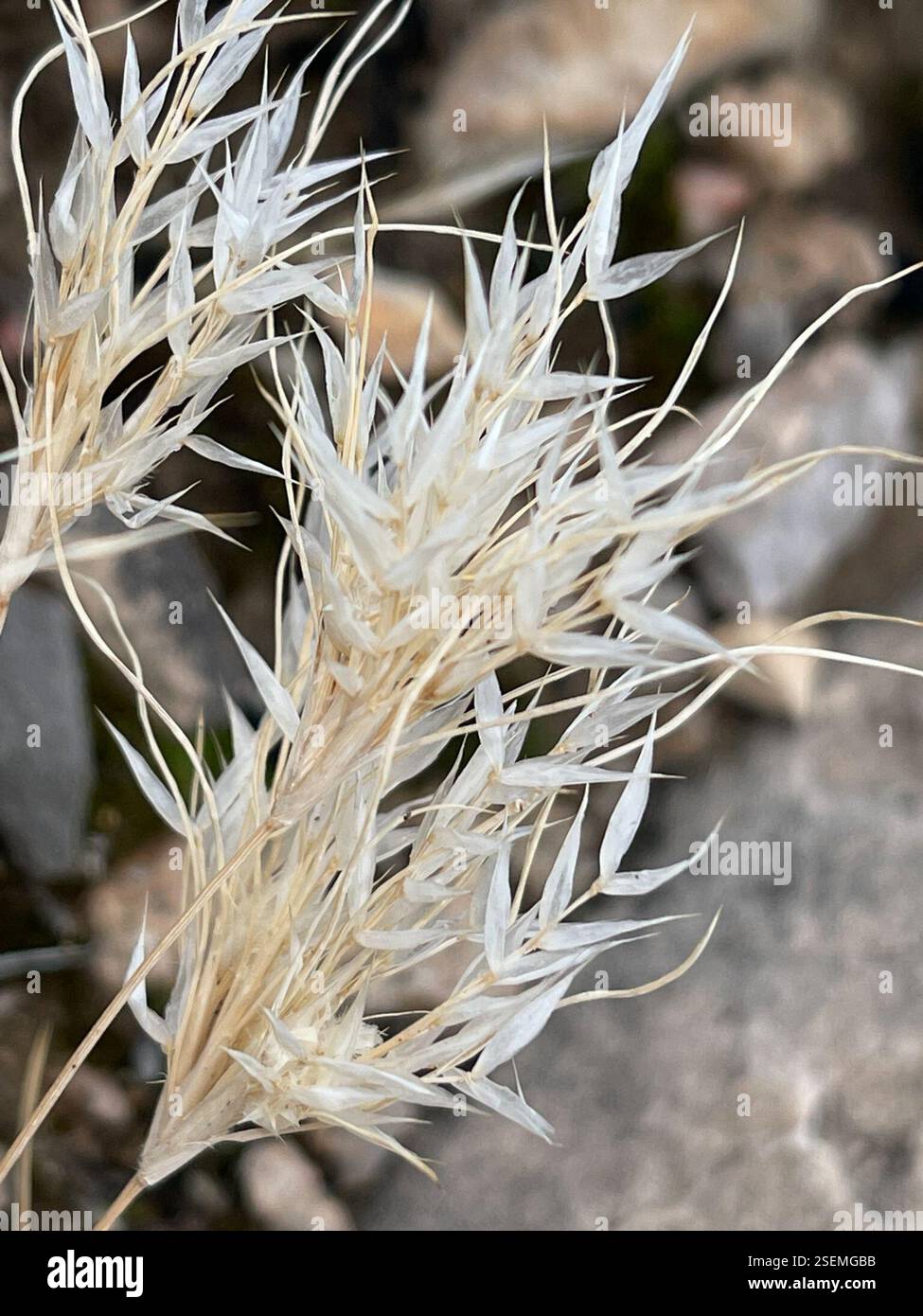 Fluffgrass (Dasyochloa pulchella), Plantae, Grand Canyon - Parashant ...