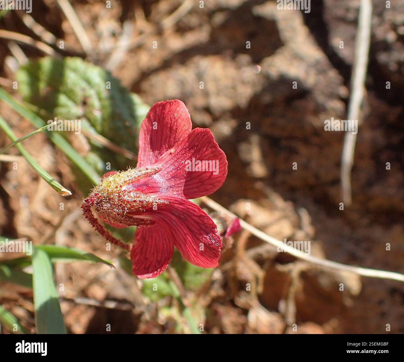 (Hermannia woodii), Plantae, uMgungundlovu District Municipality, South ...