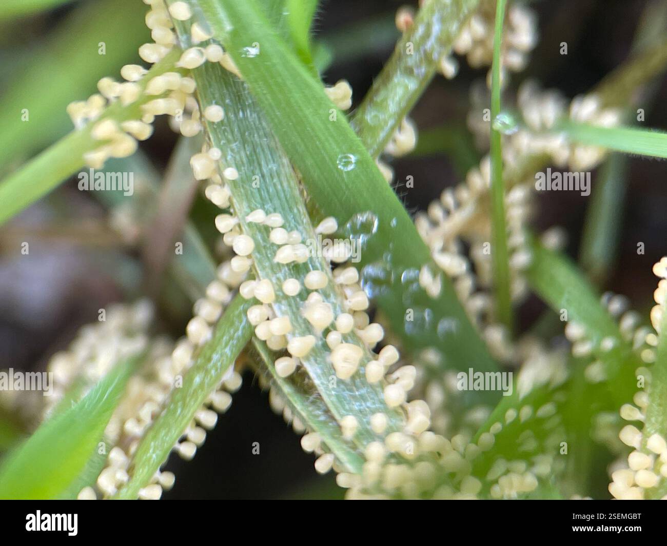 slime molds (Mycetozoa), Protozoa, Lily Ave, Sunnyvale, CA, US, Found ...