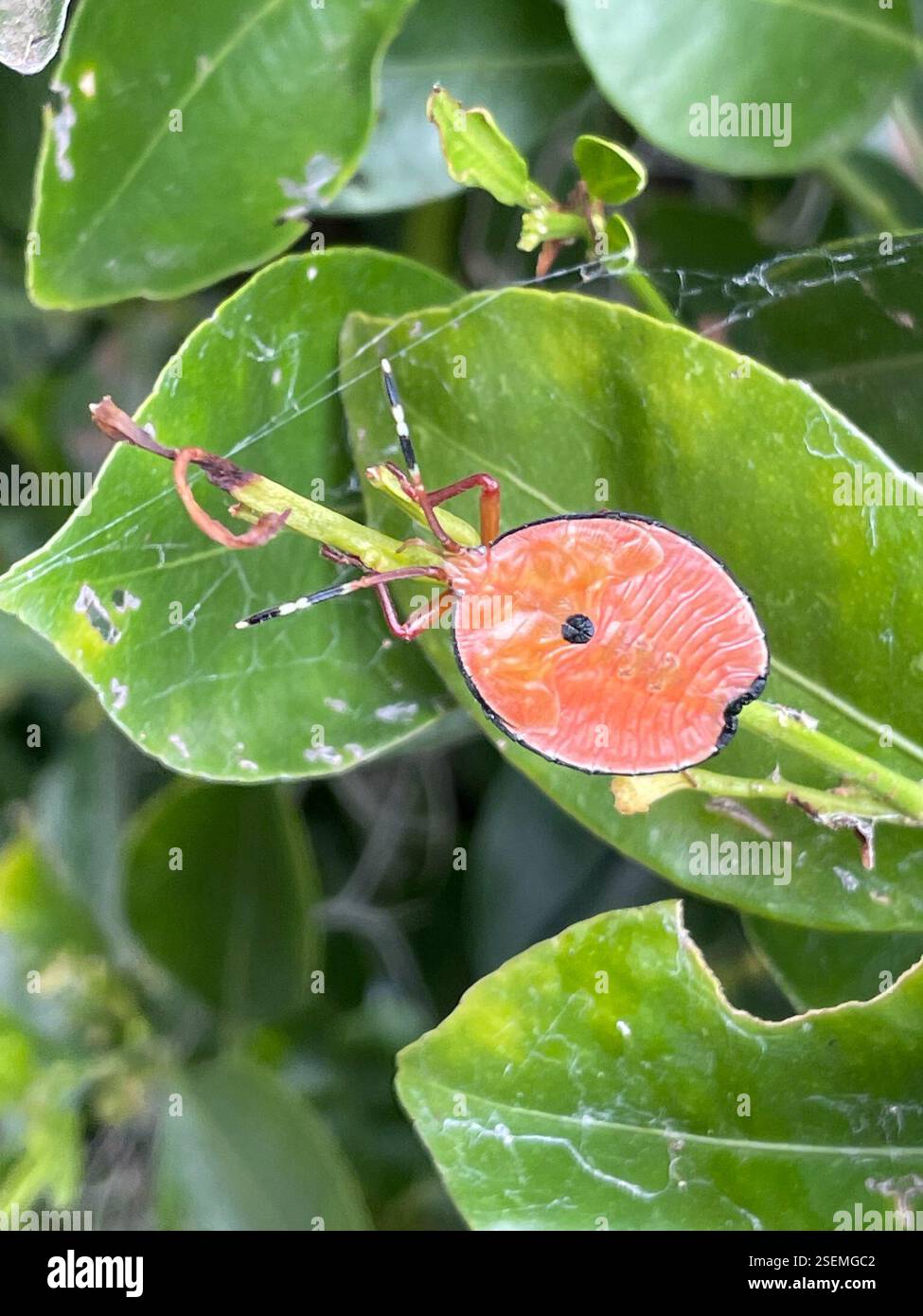 Bronze Orange Bug (Musgraveia sulciventris), Insecta, Pemberton St ...