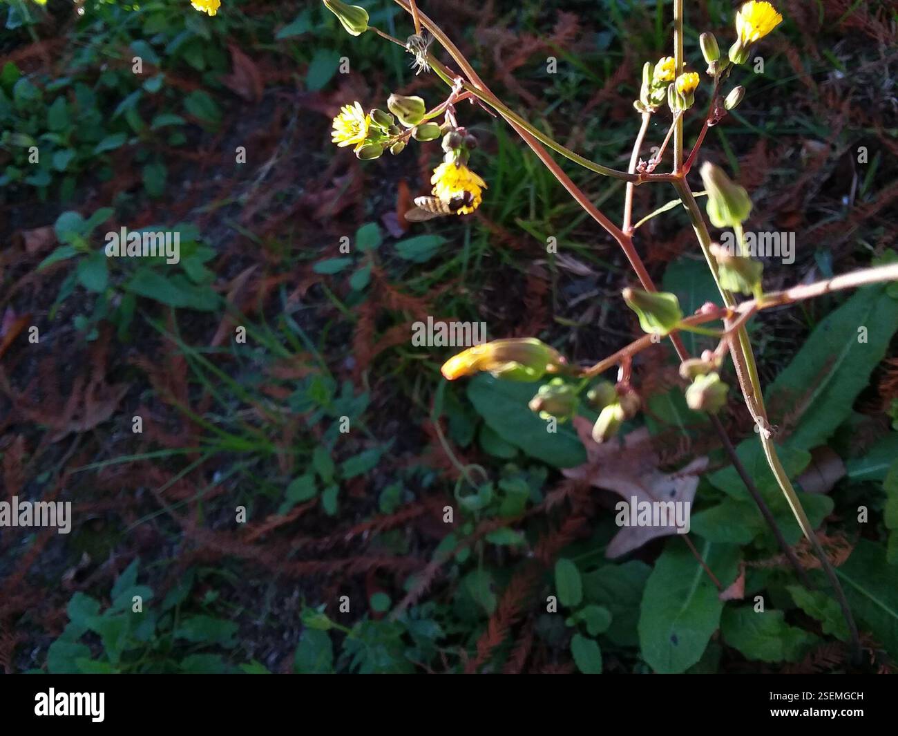 Exotic Streaktail (Allograpta exotica), Insecta, Windsor Forest ...