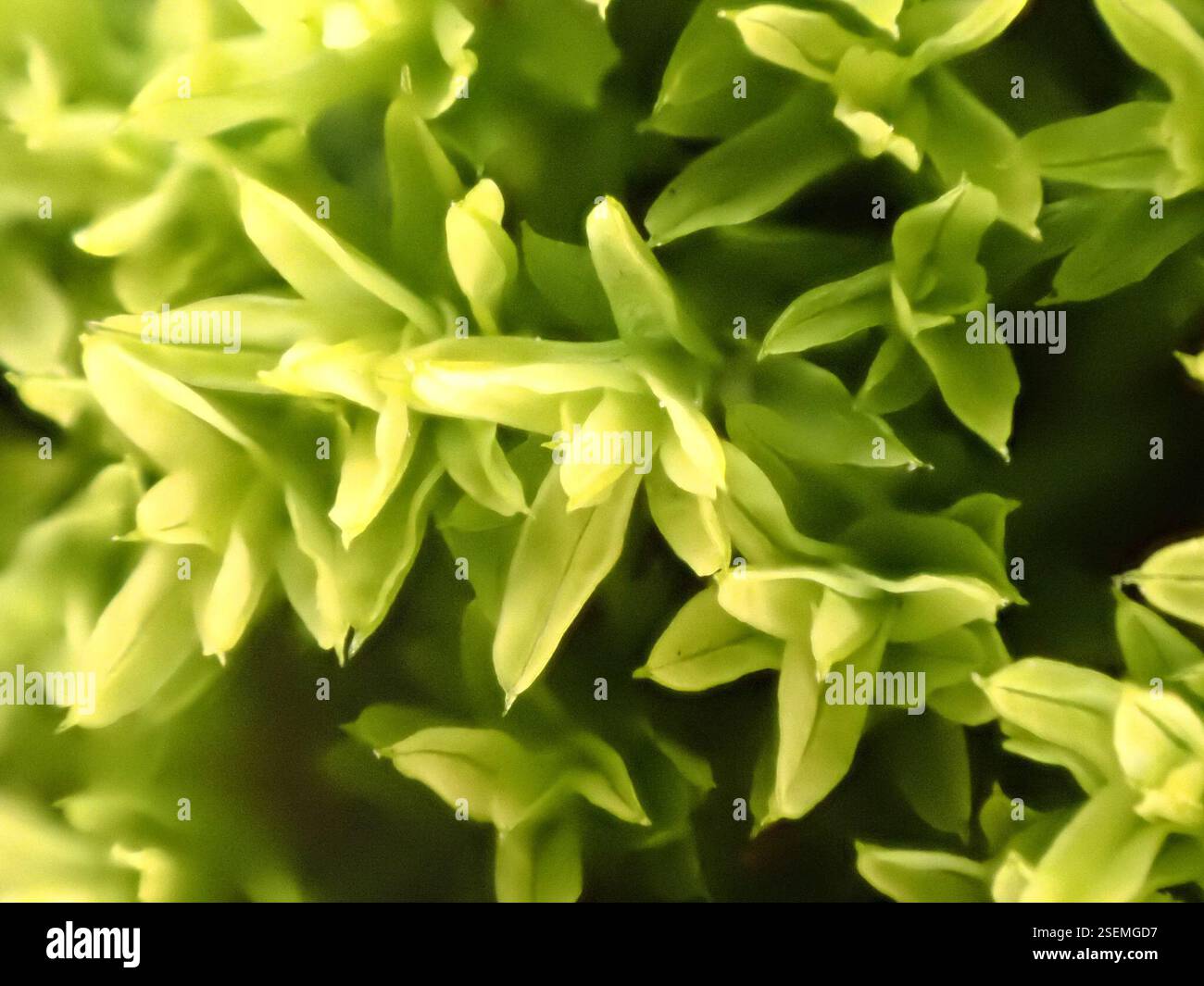 Bird's-Claw Beard-Moss (Barbula unguiculata), Plantae, Amsterdamse ...