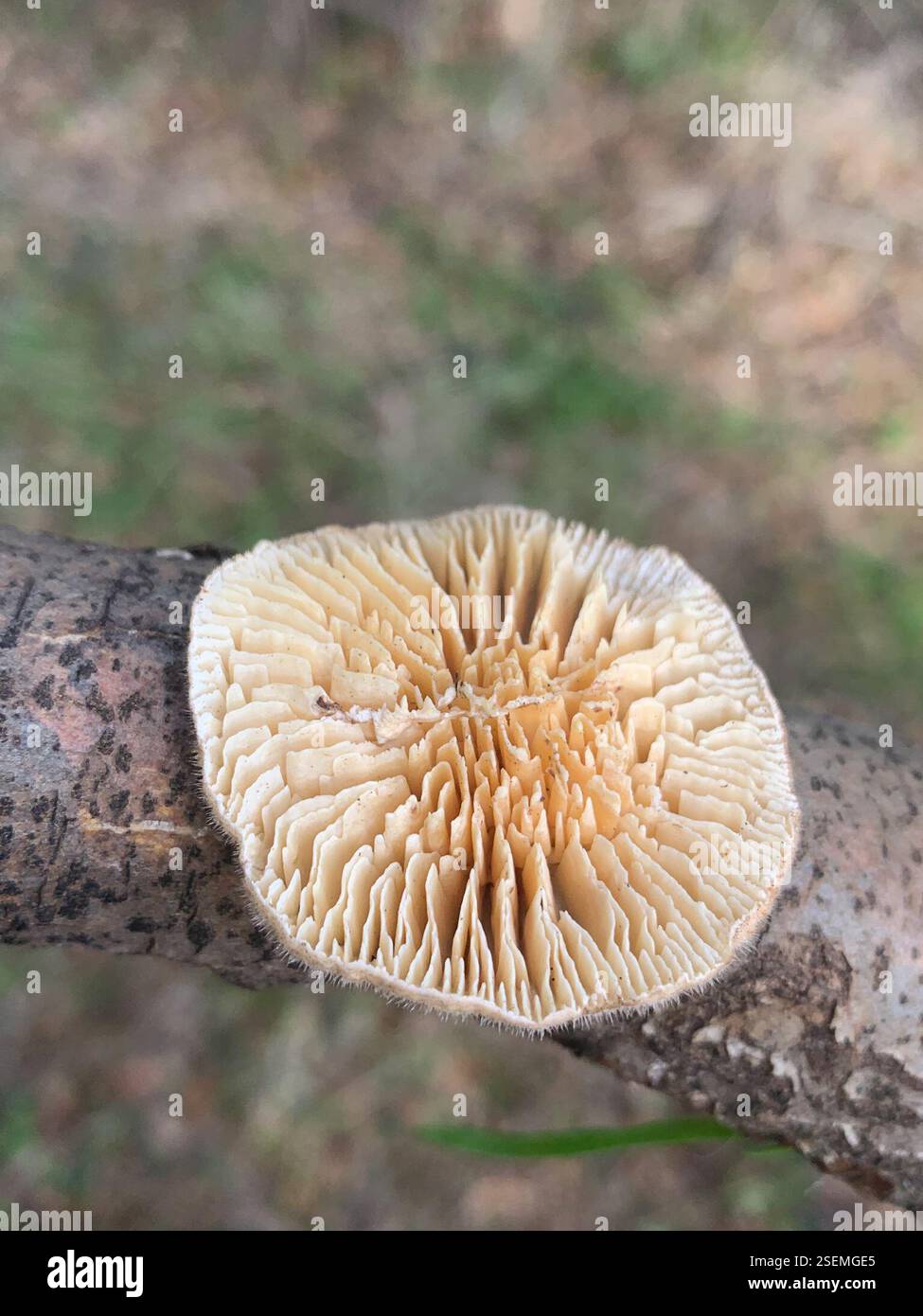 Gilled Polypore (Trametes betulina), Fungi, Hidden Falls Regional Park ...
