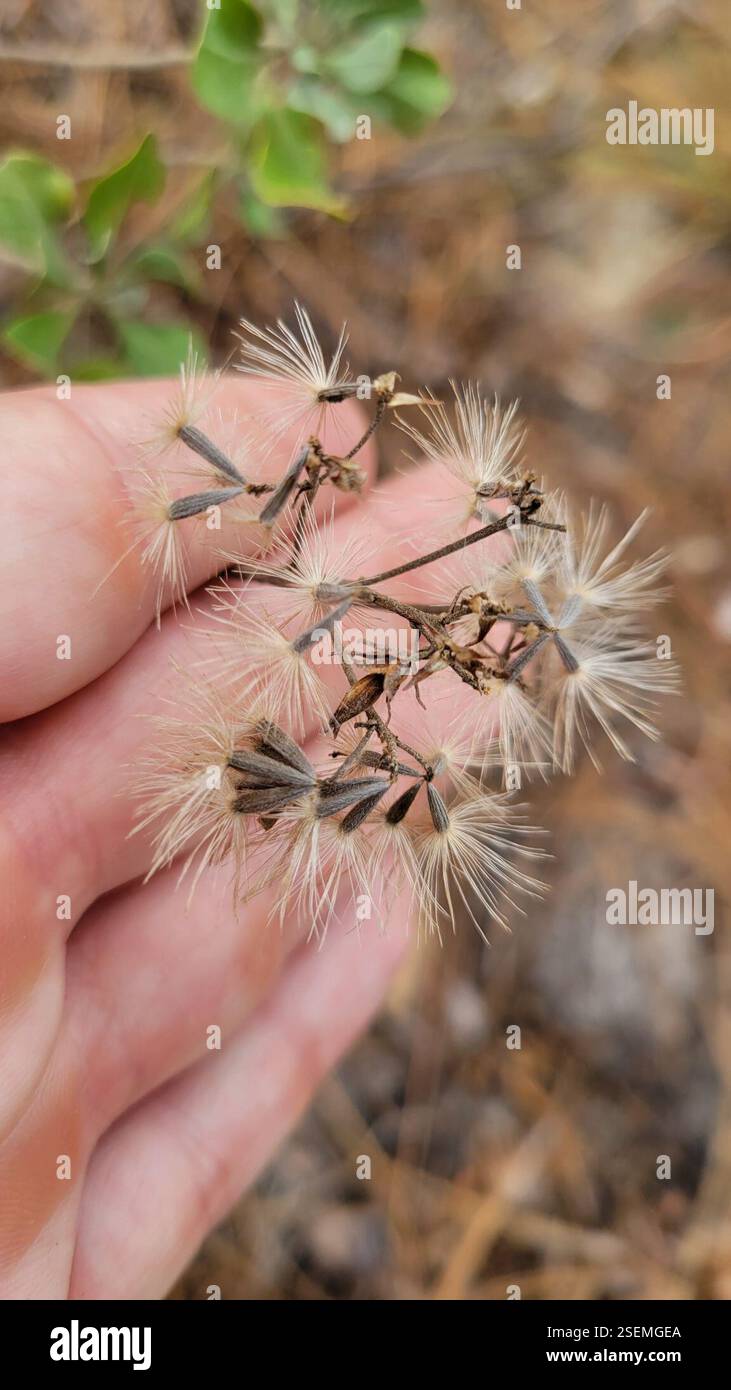 garberia (Garberia heterophylla), Plantae, Ocala, FL 34476, USA Stock ...
