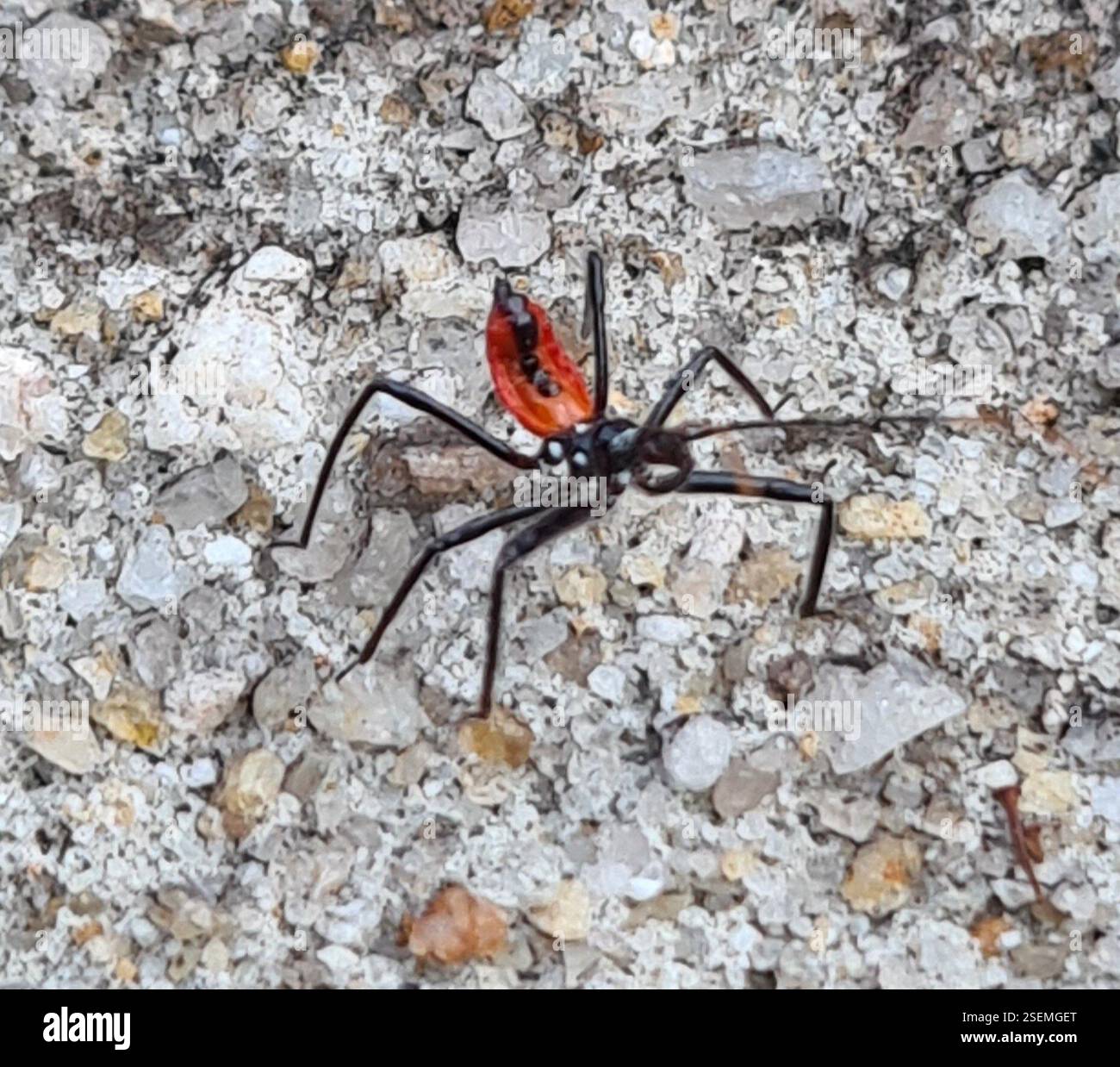 (Harpactorinae), Insecta, Mairiporã, SP, 07600-000, Brazil Stock Photo ...
