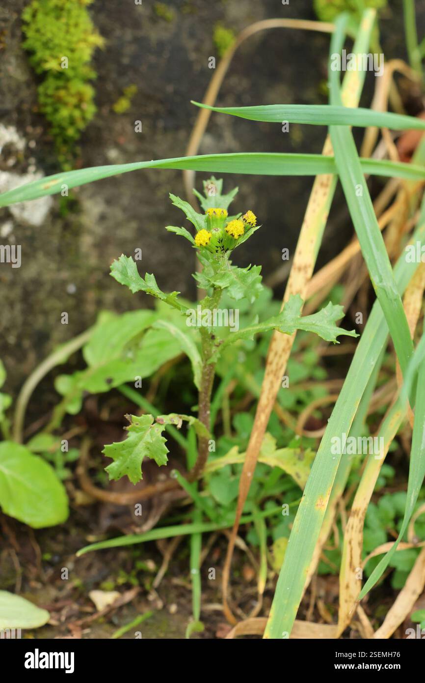 common groundsel (Senecio vulgaris), Plantae, Grund, Luxembourg Stock ...