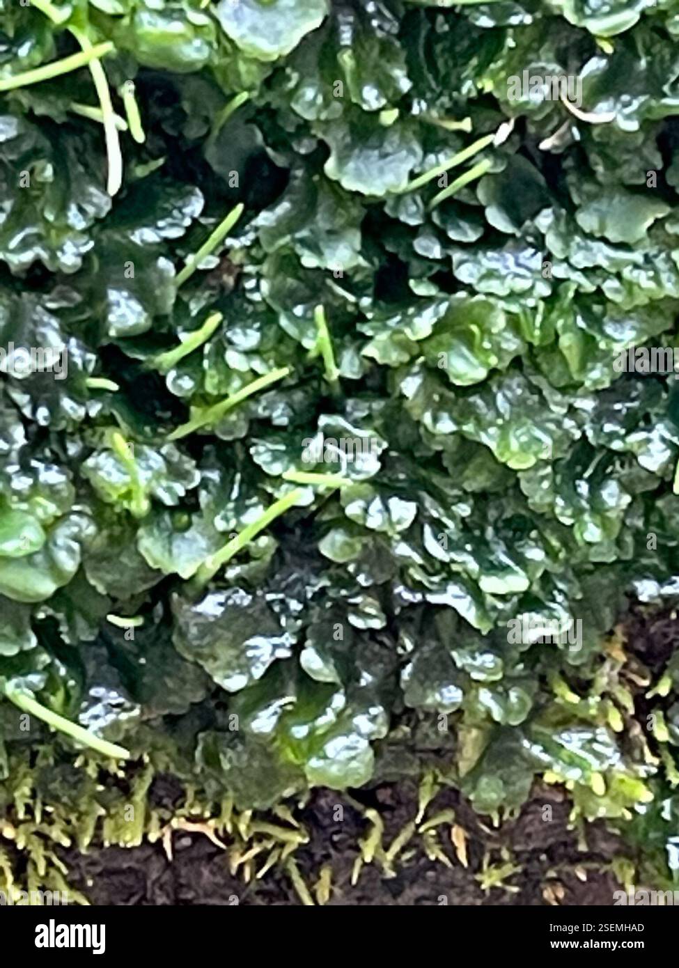 Carolina hornwort (Phaeoceros carolinianus), Plantae, Torreya State ...