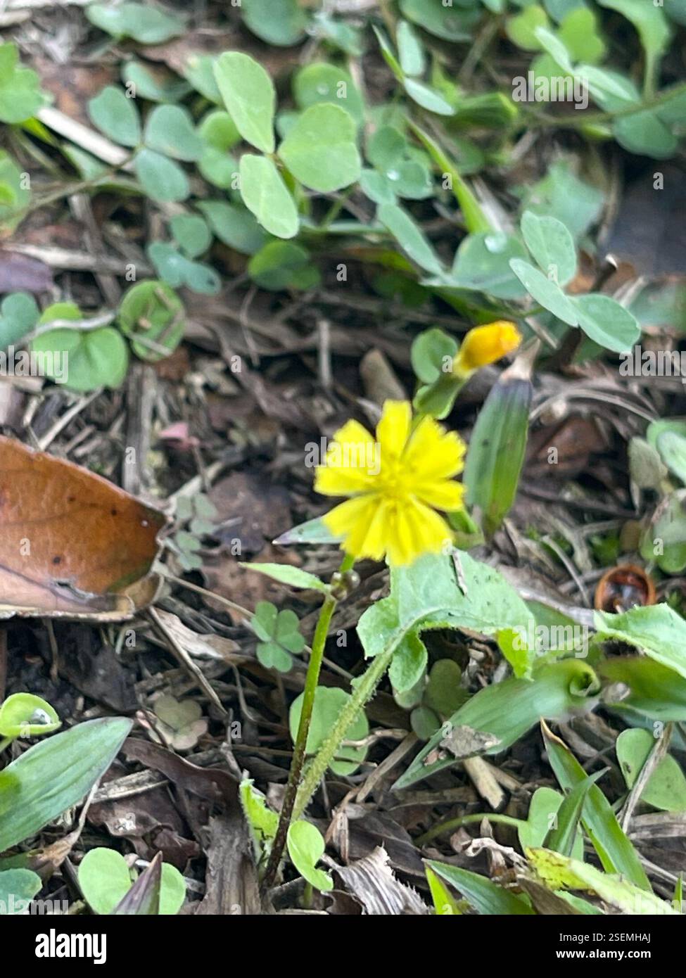 Oriental false hawksbeard (Youngia japonica), Plantae, Torreya State ...