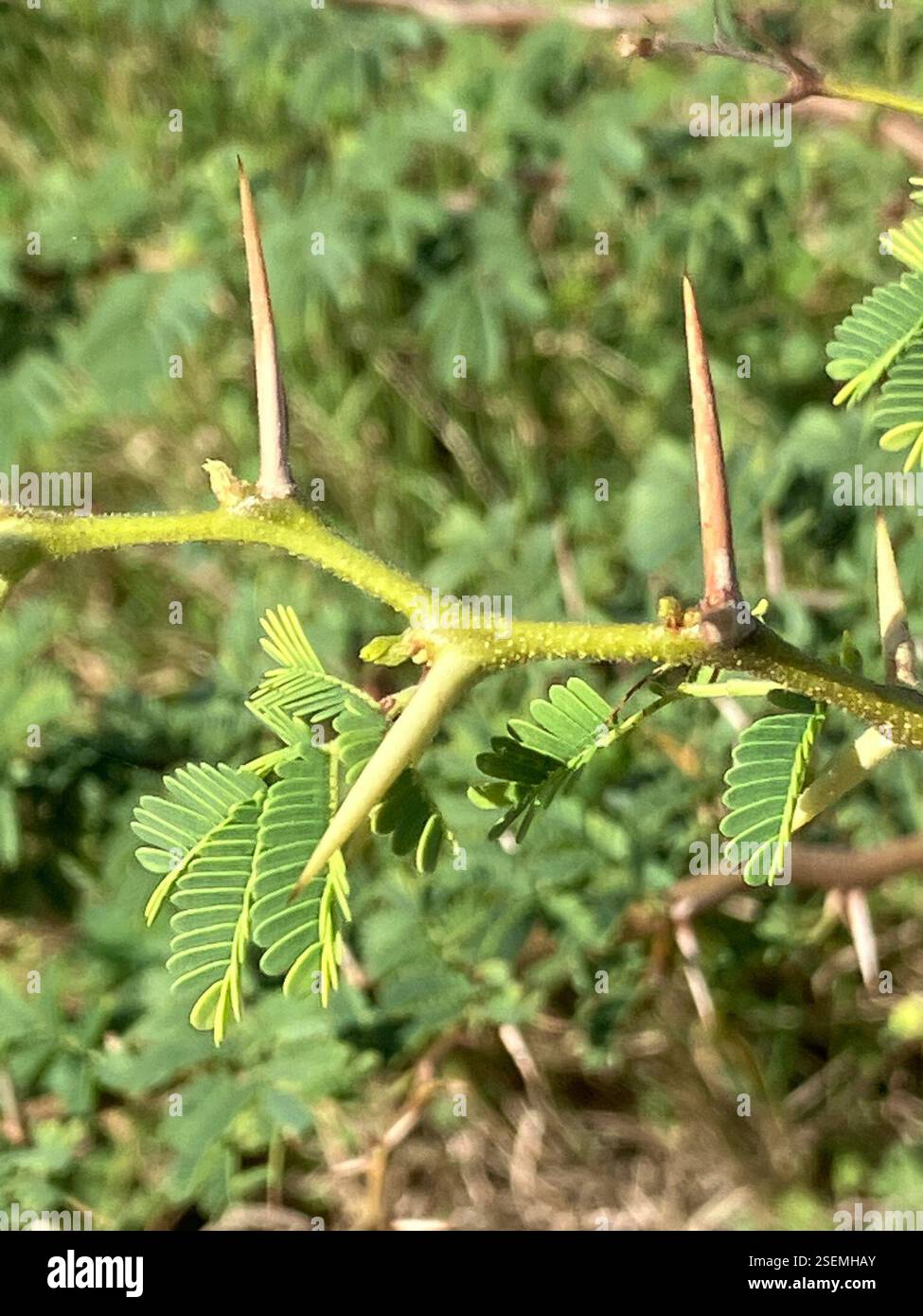 Acacias, Mimosas, mesquites, and allies (Mimosoideae), Plantae, Saint ...