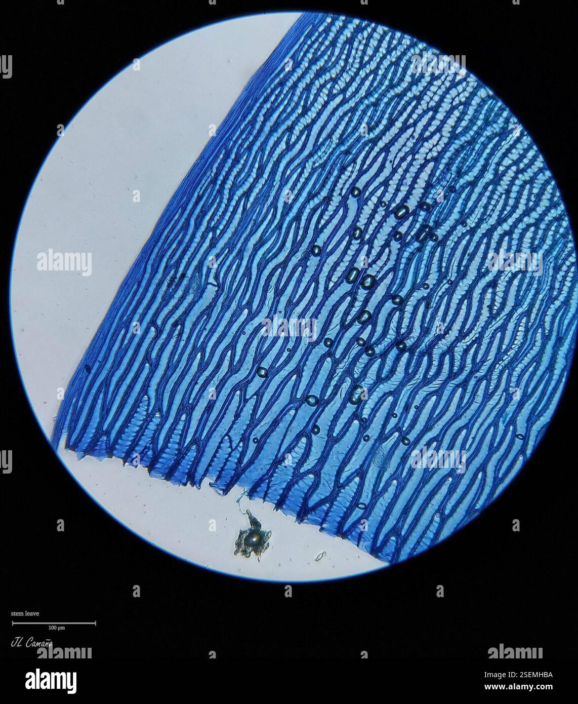 Lesser Cow-horn Bog-moss (Sphagnum inundatum), Plantae, La Coruña ...