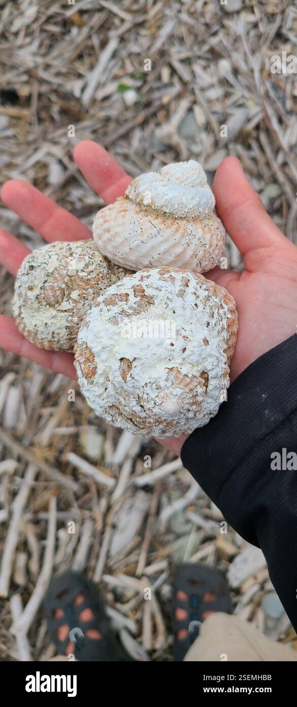 Cook's Turban (Cookia sulcata), Mollusca, Awamoa, New Zealand Stock ...