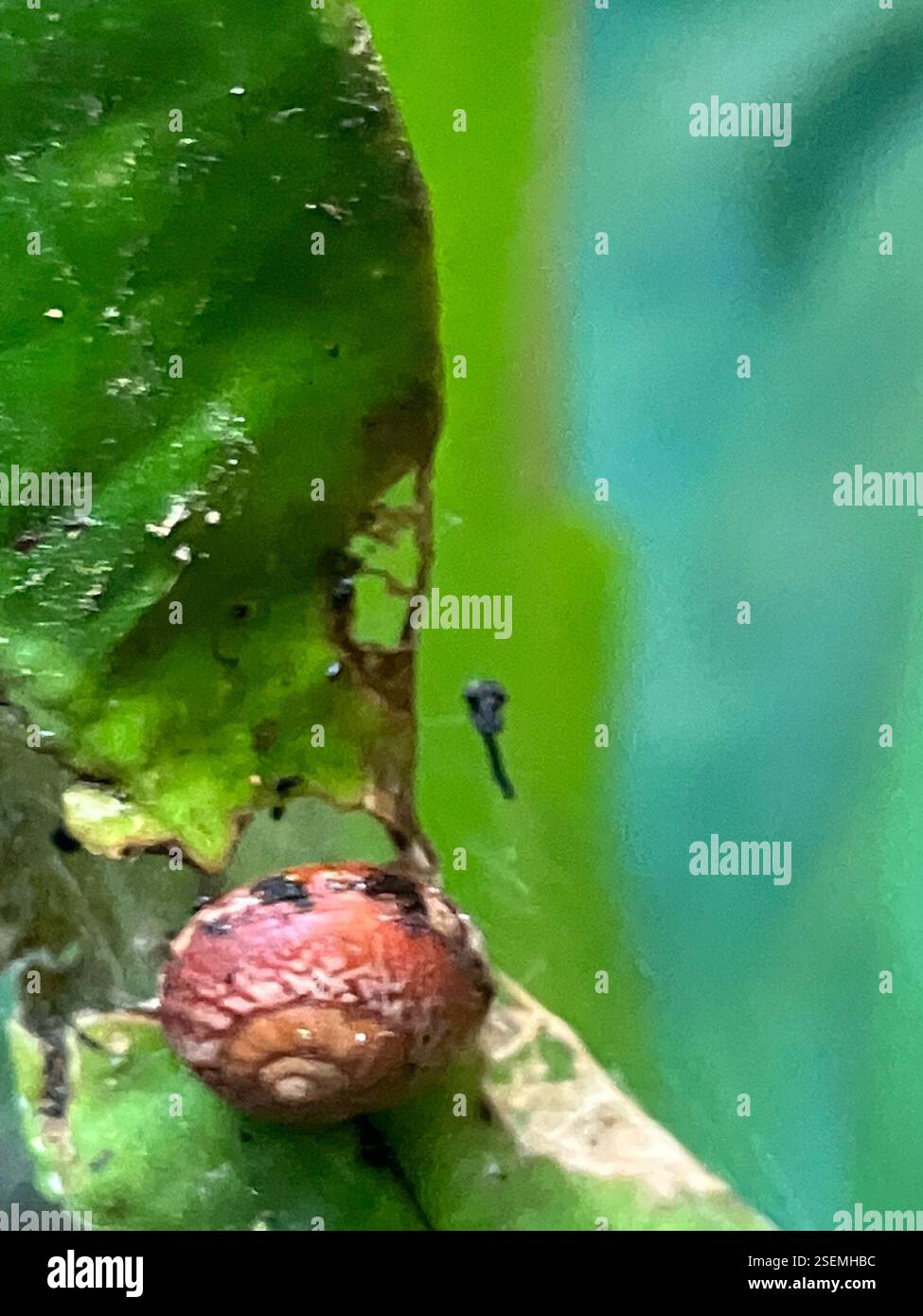 (Helicinidae), Mollusca, Saint Peter, MS Stock Photo - Alamy