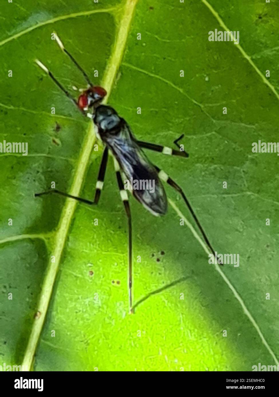 Stilt-legged Flies (Micropezidae), Insecta, Kwakoegron, SR-BR, SR Stock ...