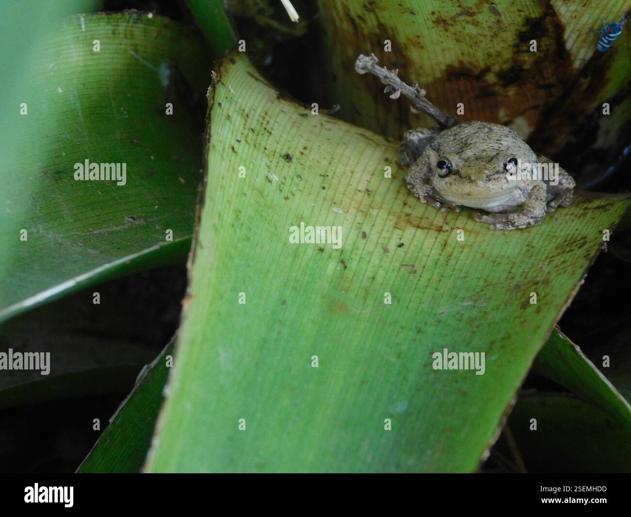 Lesser Snouted Tree Frog (Scinax nasicus), Amphibia, Bella Union, 55100 ...