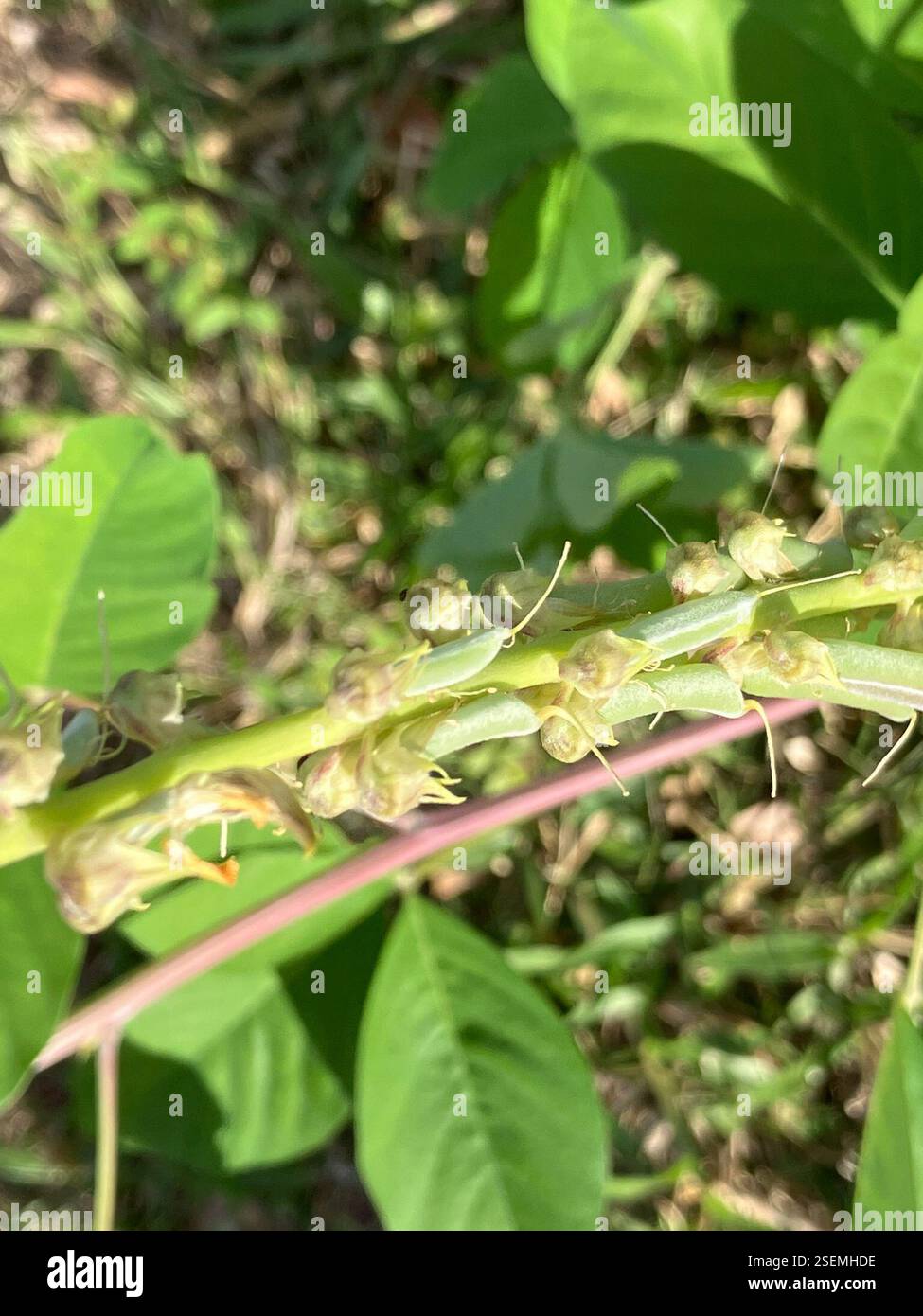 Streaked Rattlepod (Crotalaria pallida), Plantae, Saint Peter, MS Stock ...
