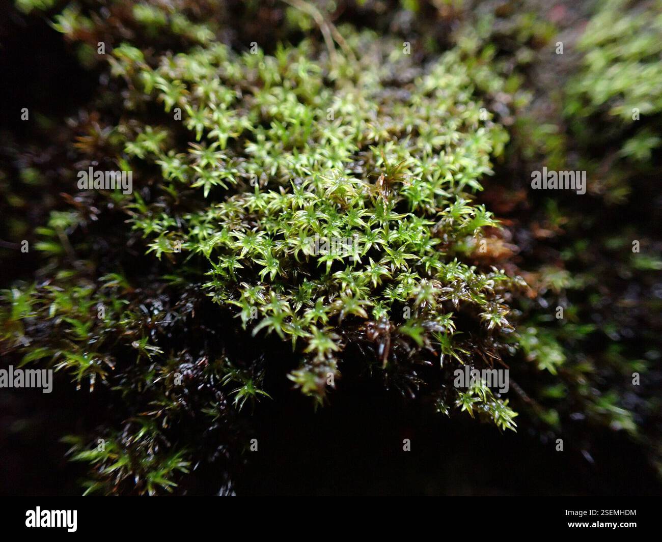Park Yoke-moss (Zygodon rupestris), Plantae, Cowichan Valley, BC ...
