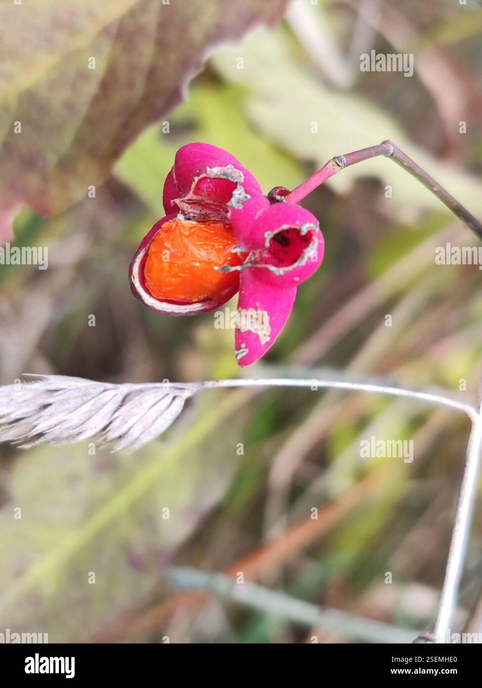 Spindle (Euonymus europaeus), Plantae, Rocca Santa Maria (Serramazzoni ...