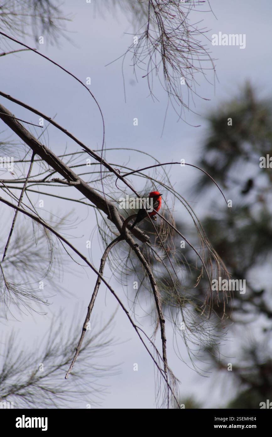 Vermilion Flycatcher (Pyrocephalus rubinus), Aves, CUCBA, Las Agujas ...