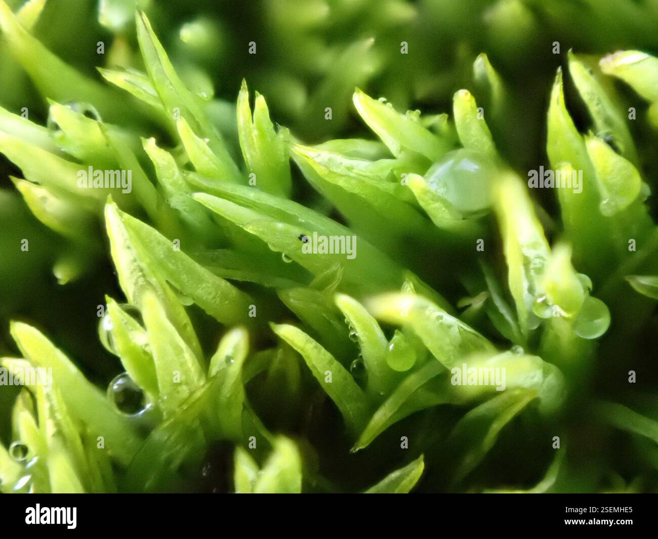 Yellow Crisp-moss (Tortella flavovirens), Plantae, Amsterdamse ...