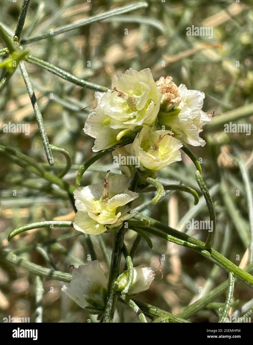 9 separate leaves hi-res stock photography and images - Alamy