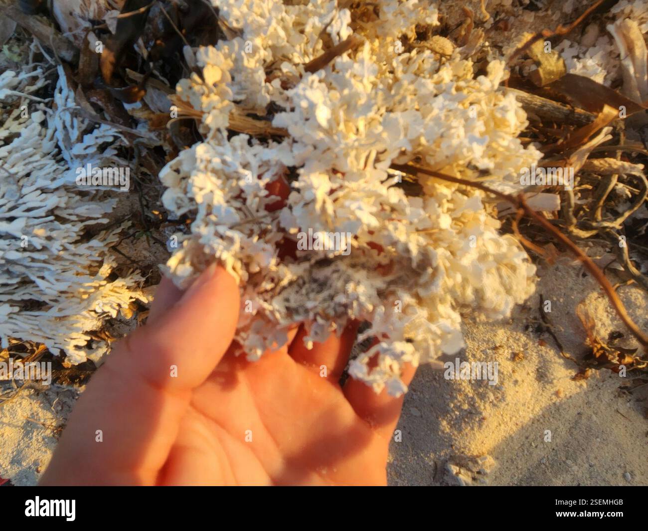 (Halimeda), Plantae, Dry Tortugas National Park, Florida Stock Photo ...