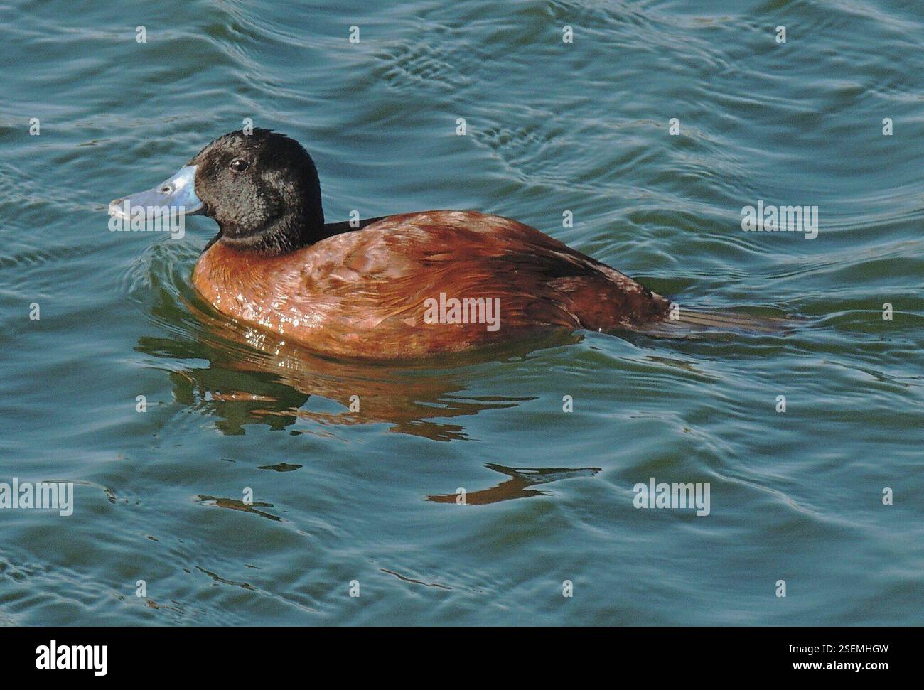 Lake Duck (Oxyura vittata), Aves, Lago Argentino, Santa Cruz, Argentina ...