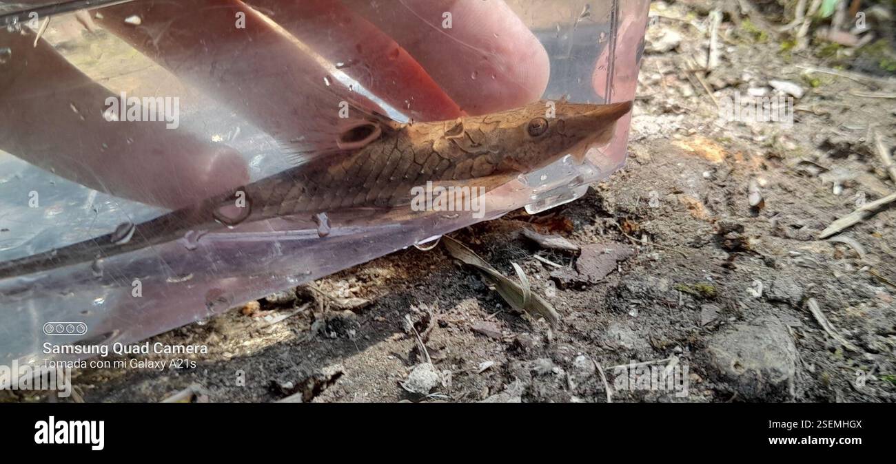 Royal Farlowella Catfish (Sturisomatichthys panamensis), Actinopterygii ...