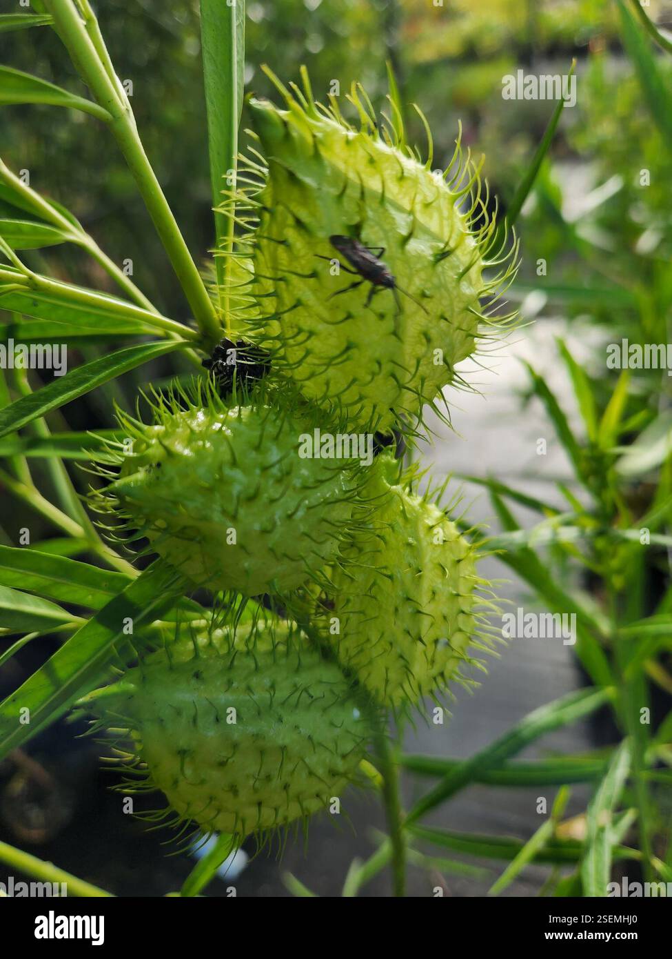 Swan plant seed bug (Arocatus rusticus), Insecta, St Paul’s Collegiate ...