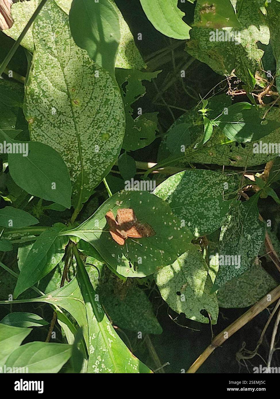 Punchinello (Zemeros flegyas), Insecta, Zwe Ka Bin Mountain Stock Photo ...
