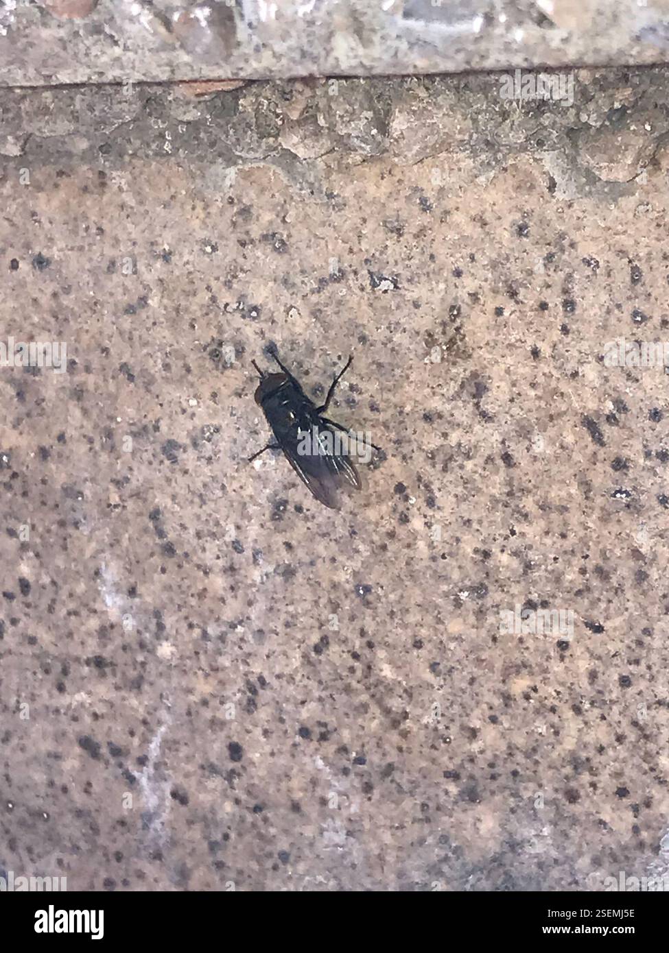 Black Blow Fly (Phormia regina), Insecta, University of Nebraska - East ...