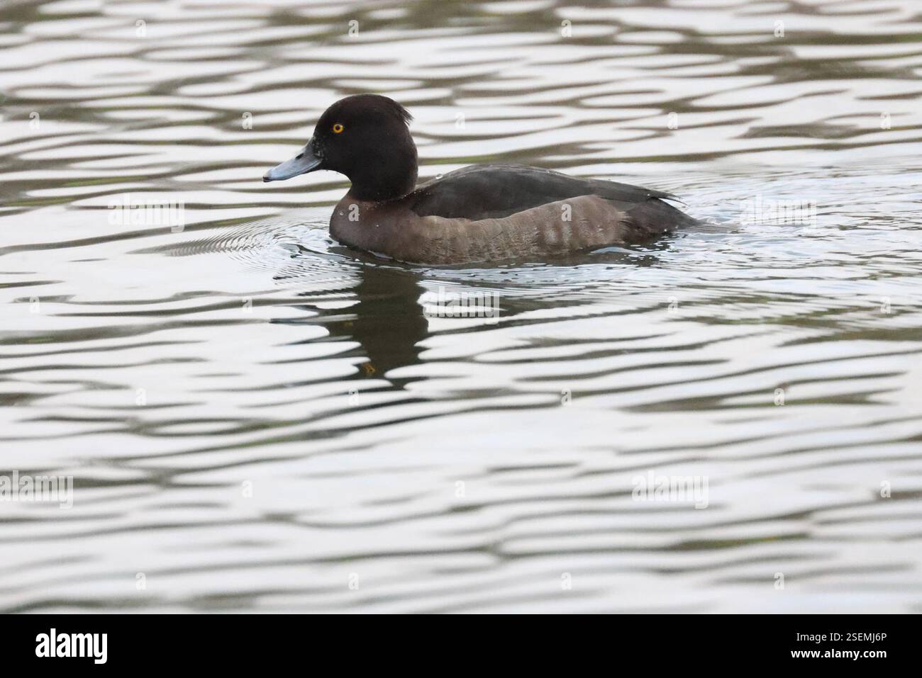 Tufted Duck (Aythya fuligula), Aves, Sefton Park, Mossley Hill Drive ...