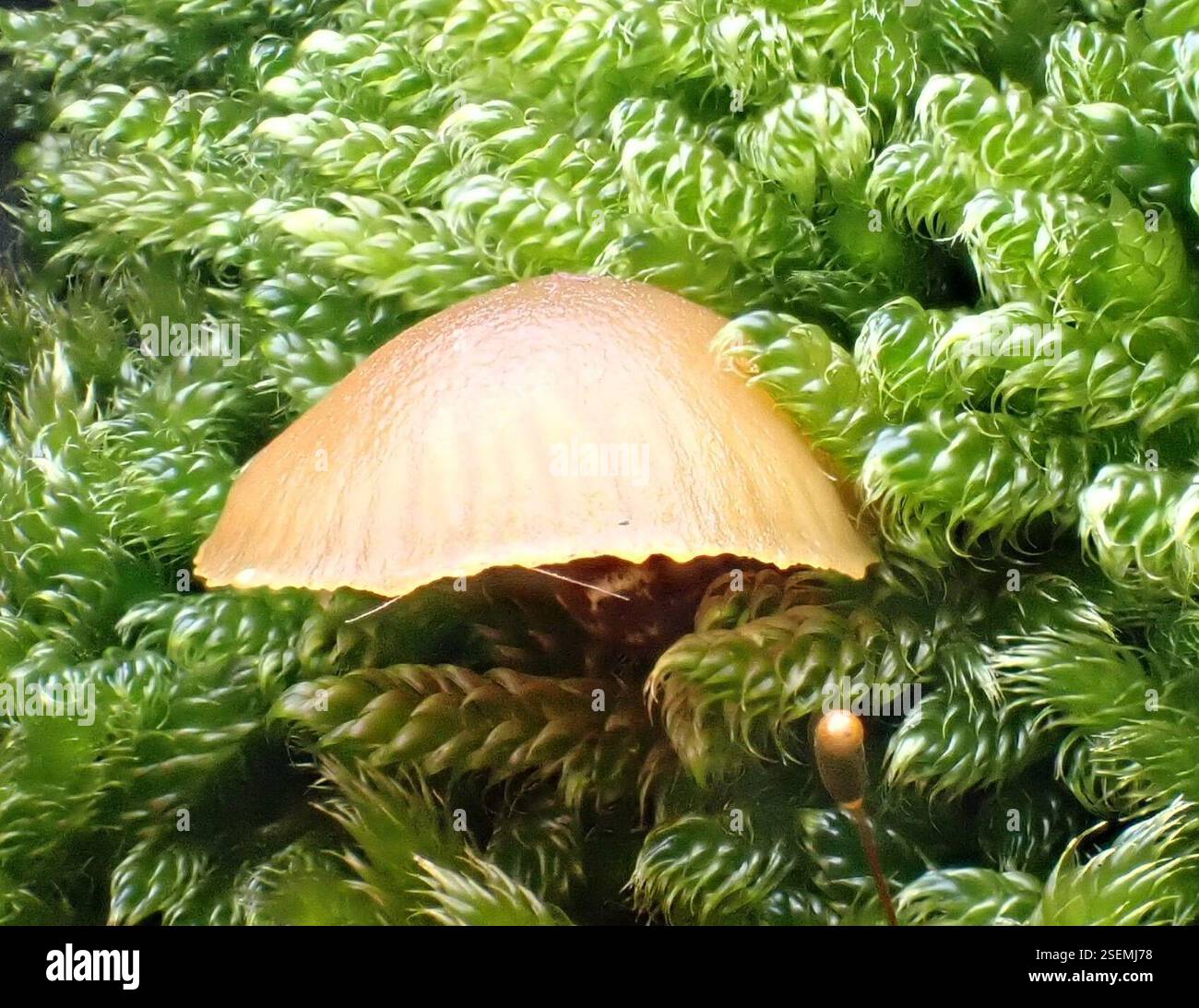 Moss Bells (Galerina), Fungi, Graafland, Groot-Ammers, South Holland ...